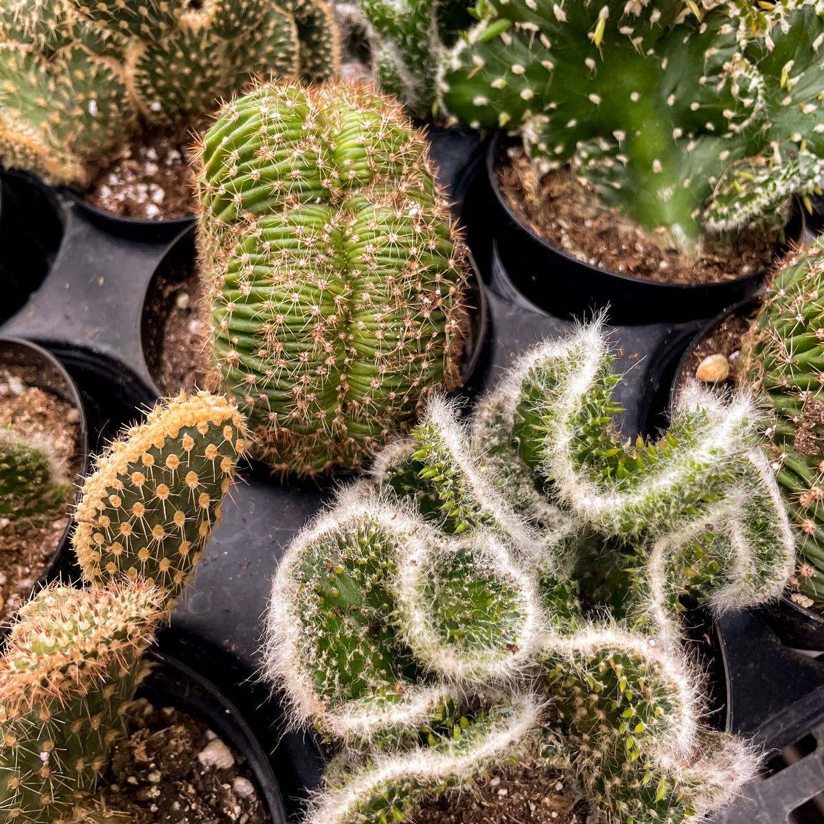 Cacti – Magic Valley Gardens