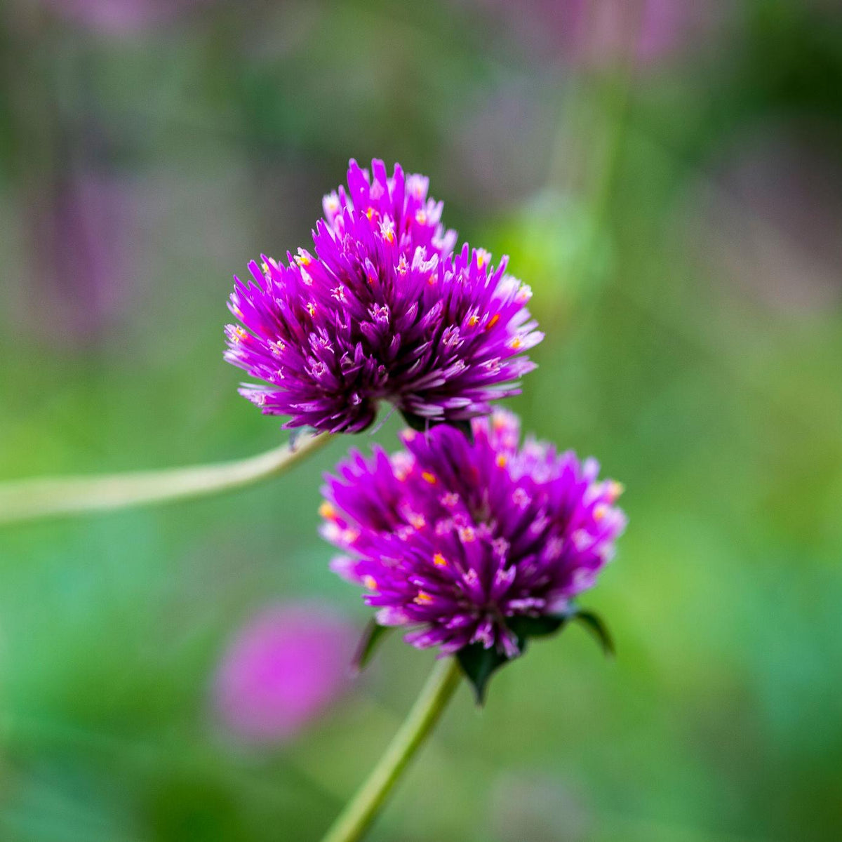 Truffula Pink Gomphrena - Live Plant, 4" Growers Pot – Magic Valley Gardens
