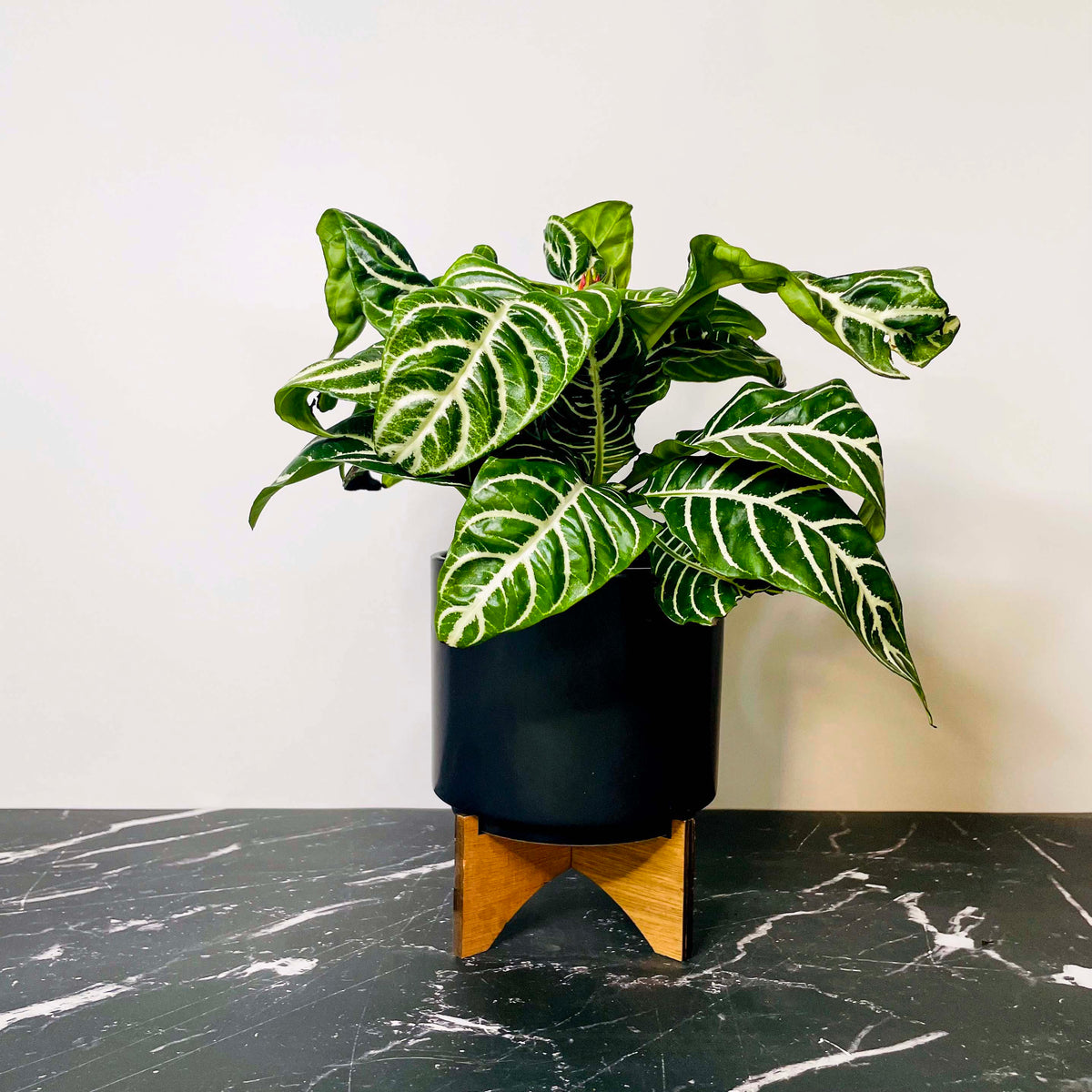 Aphelandra squarrosa - Zebra Plant – Magic Valley Gardens