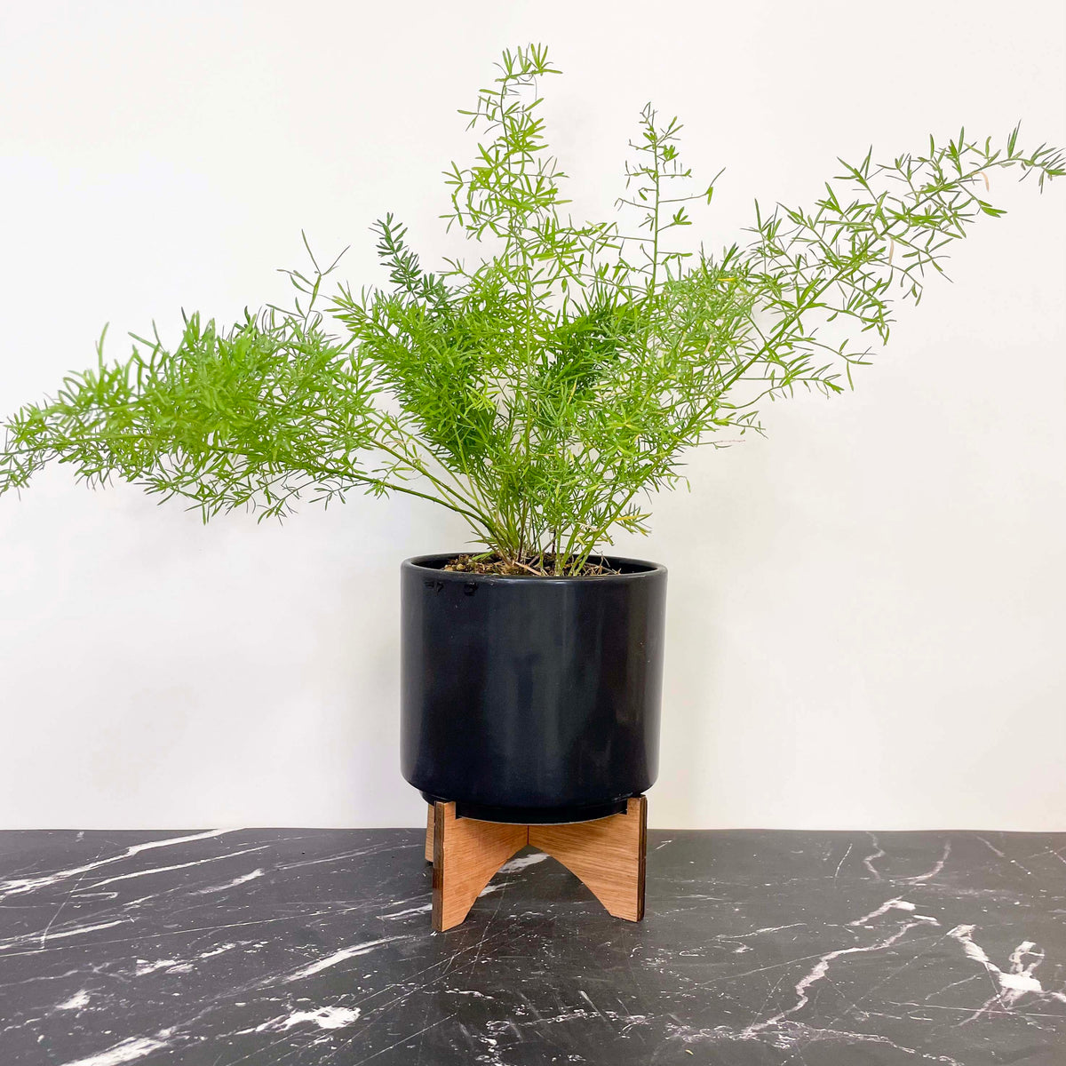 Asparagus macowanii - Chinese Ming Fern – Magic Valley Gardens
