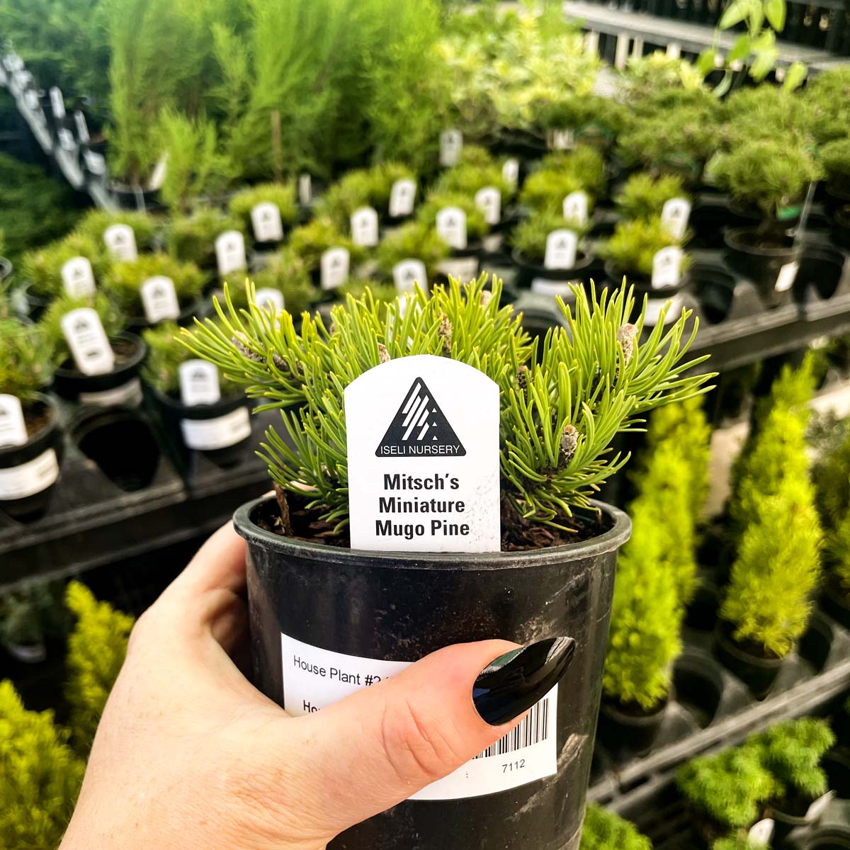 Mitsch’s Mini Mugo Pine – Magic Valley Gardens