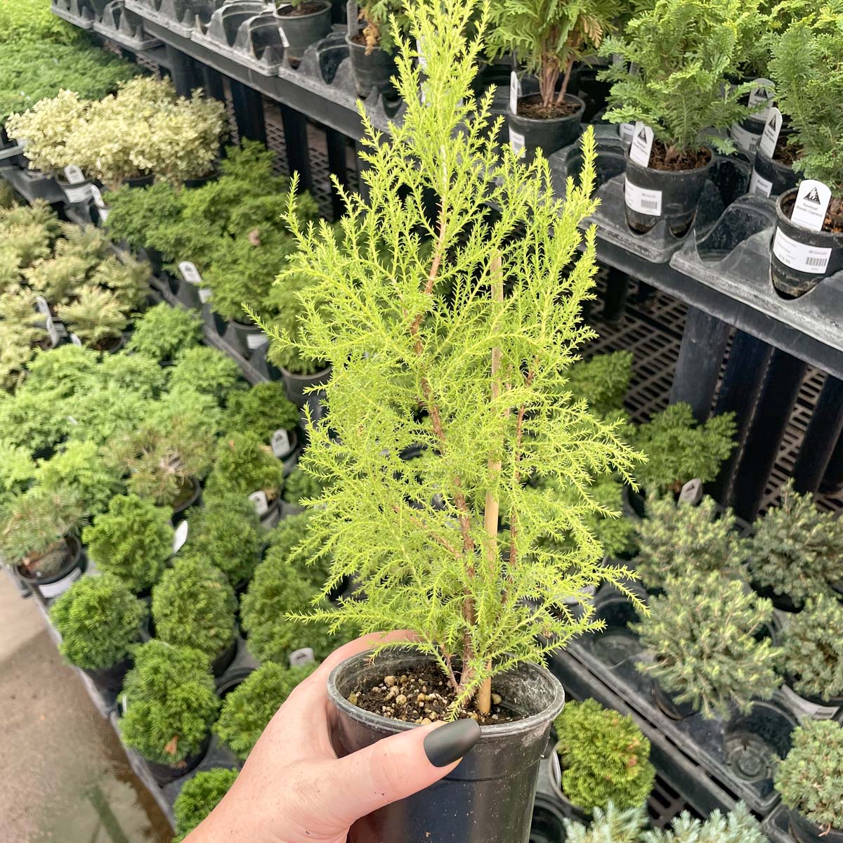 Dwarf Lemon Cypress - Live Bonsai Starter, 4” Grower’s Pot – Magic ...