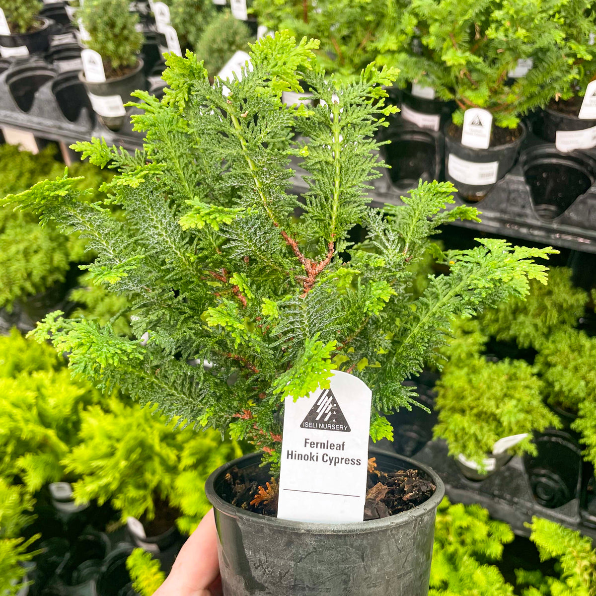 Fernleaf Hinoki Cypress, Bonsai Starter Plant – Magic Valley Gardens