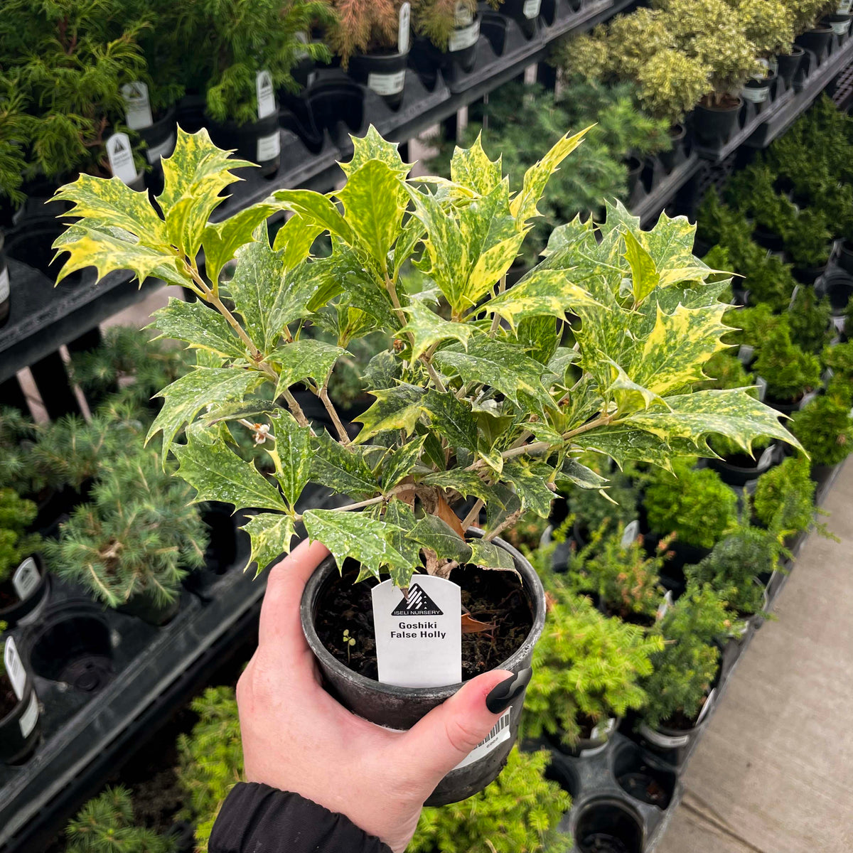 Goshiki Japanese False Holly - Live Bonsai Starter, 4” Grower’s Pot ...
