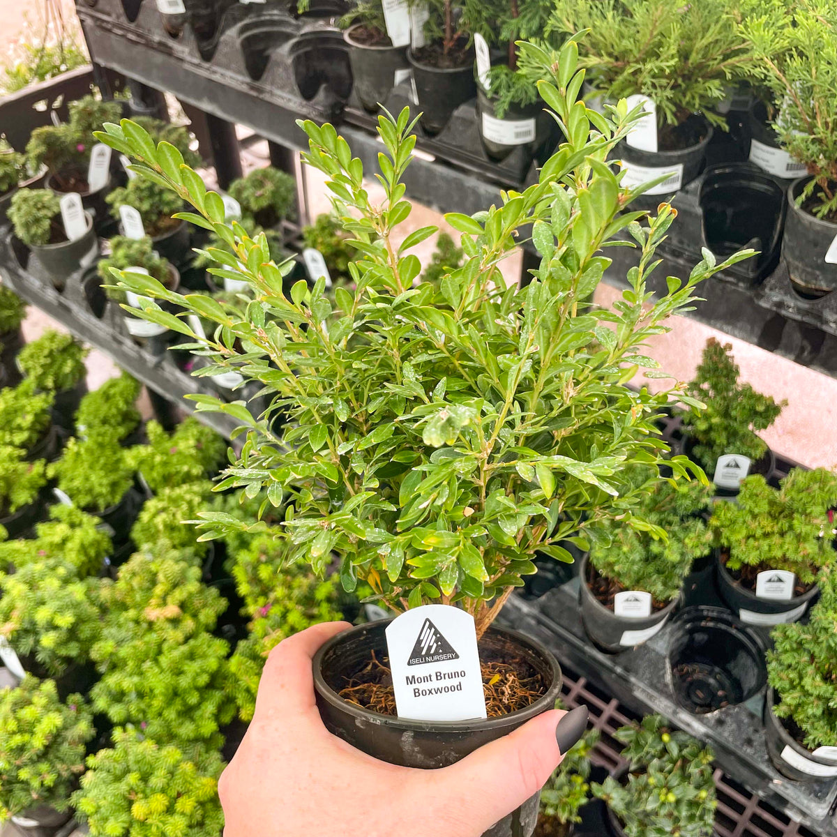 Mont Bruno Boxwood, Landscape Plant – Magic Valley Gardens