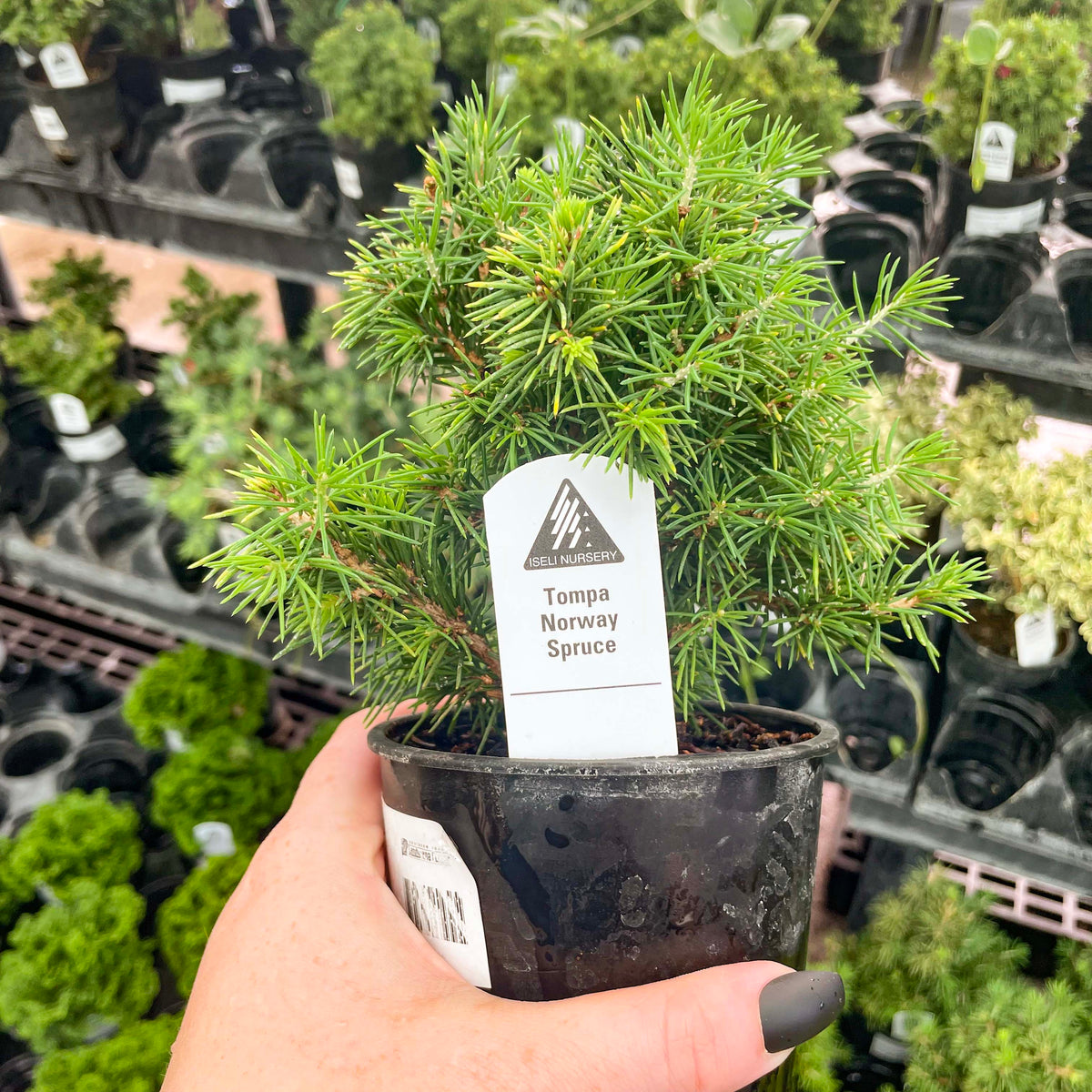 Tompa Norway Spruce – Magic Valley Gardens
