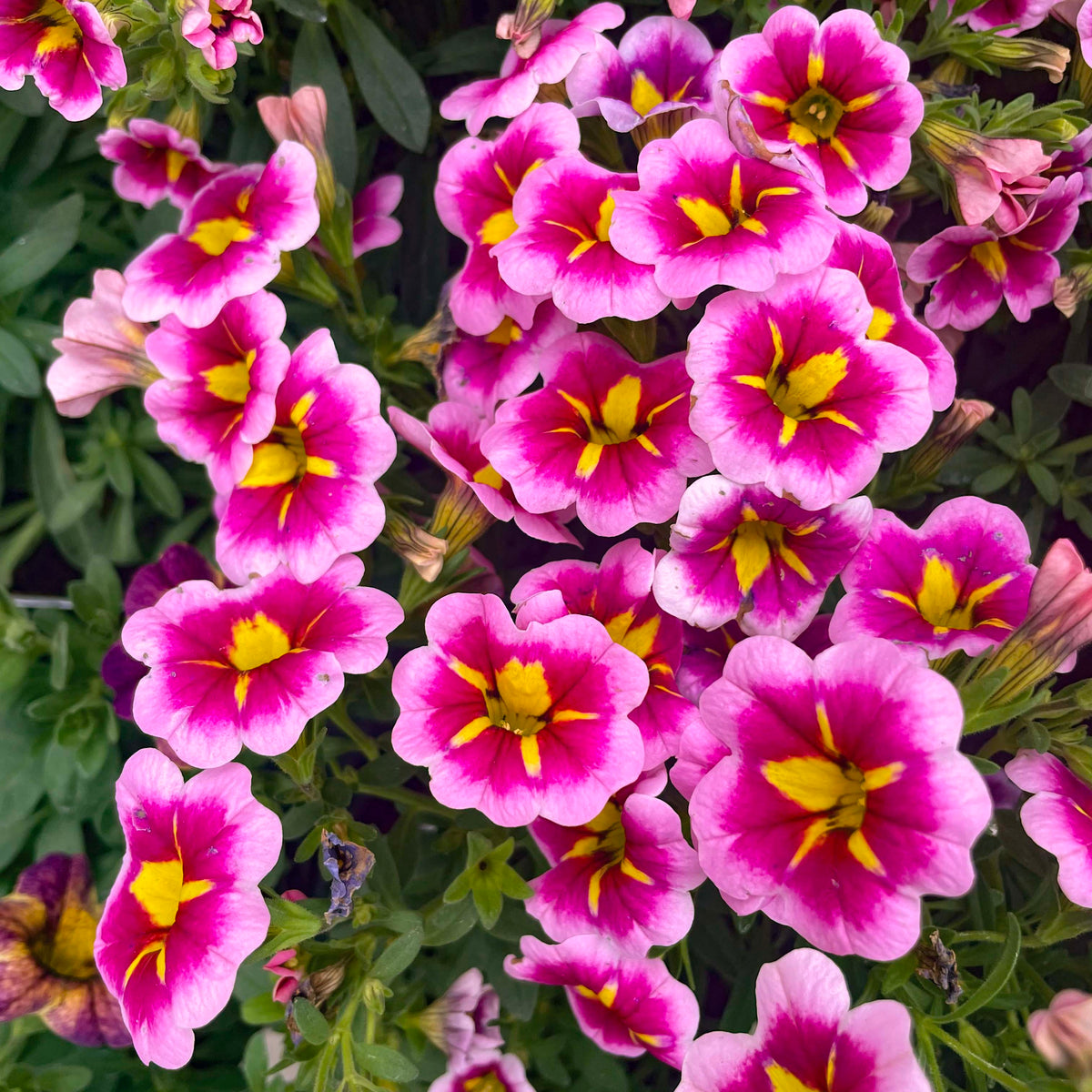 Bumble Bee Hot Pink Calibrachoa – Magic Valley Gardens