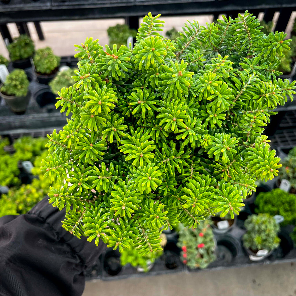 Cis Korean Fir, Bonsai Starter Plant – Magic Valley Gardens