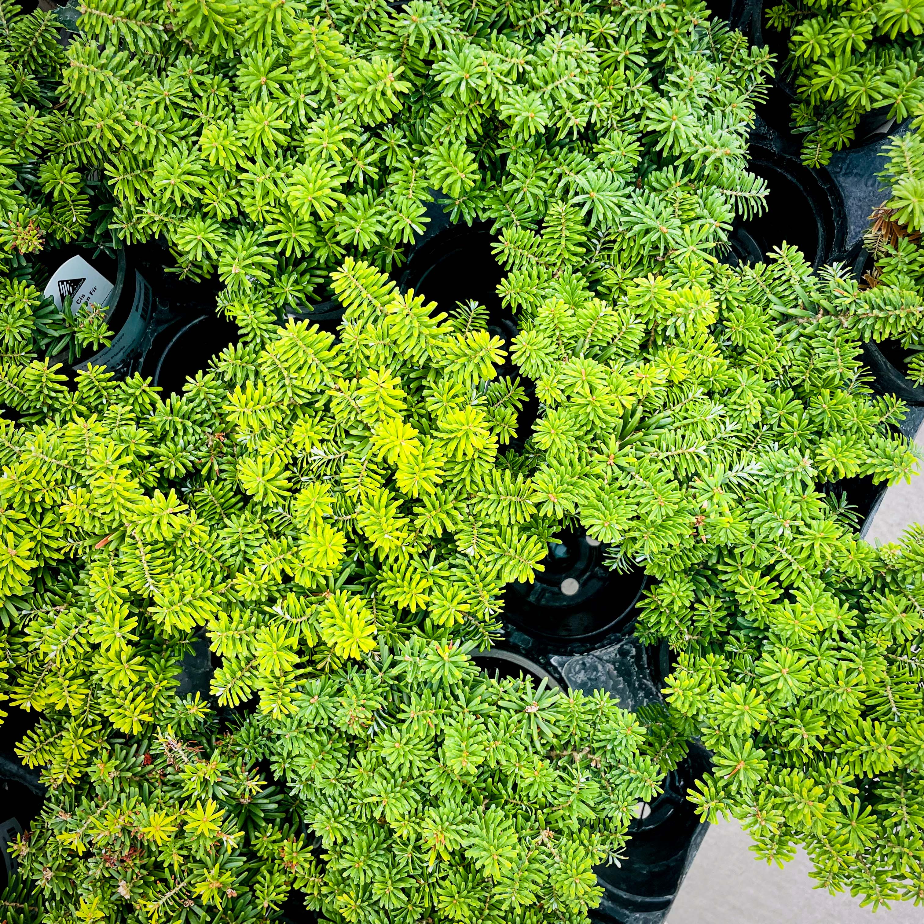 Cis Korean Fir, Bonsai Starter Plant – Magic Valley Gardens