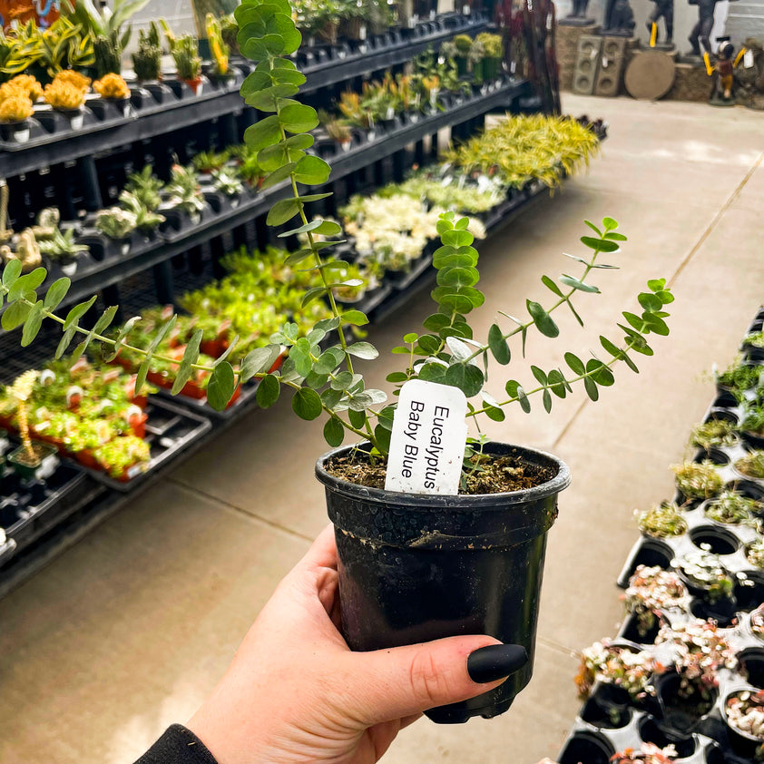 Magic Valley Gardens