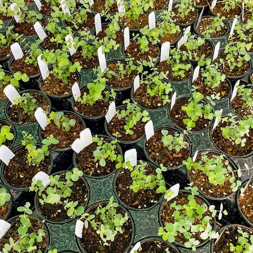 Magic Valley Gardens