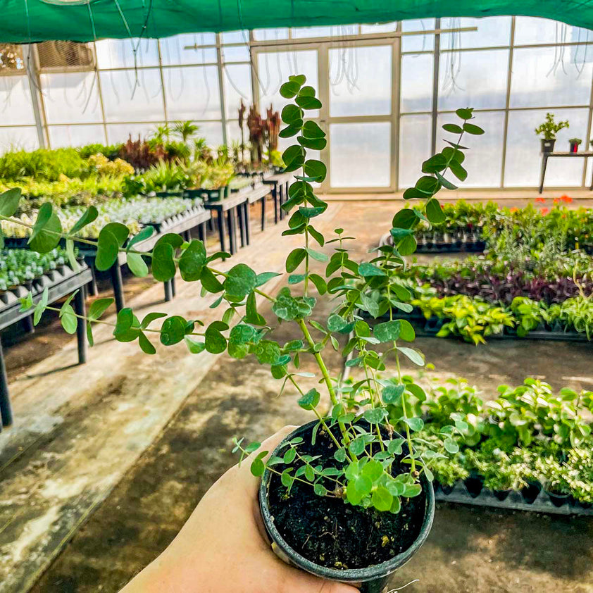 Magic Valley Gardens