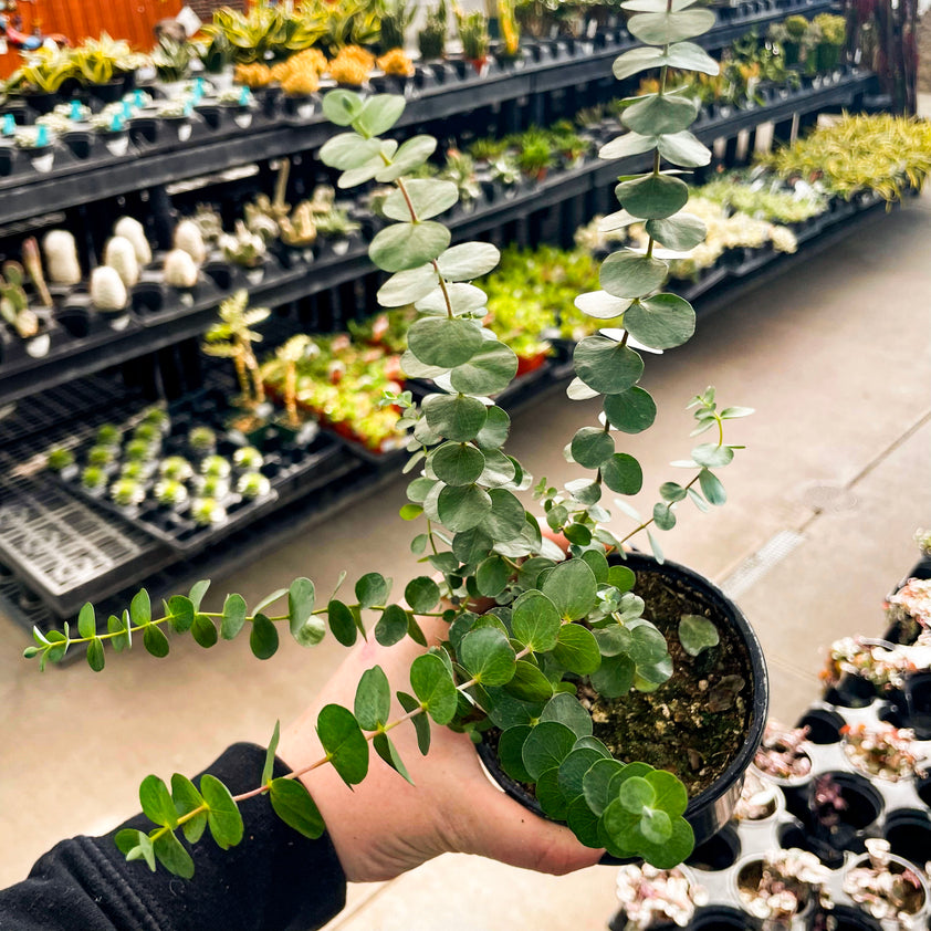 Magic Valley Gardens