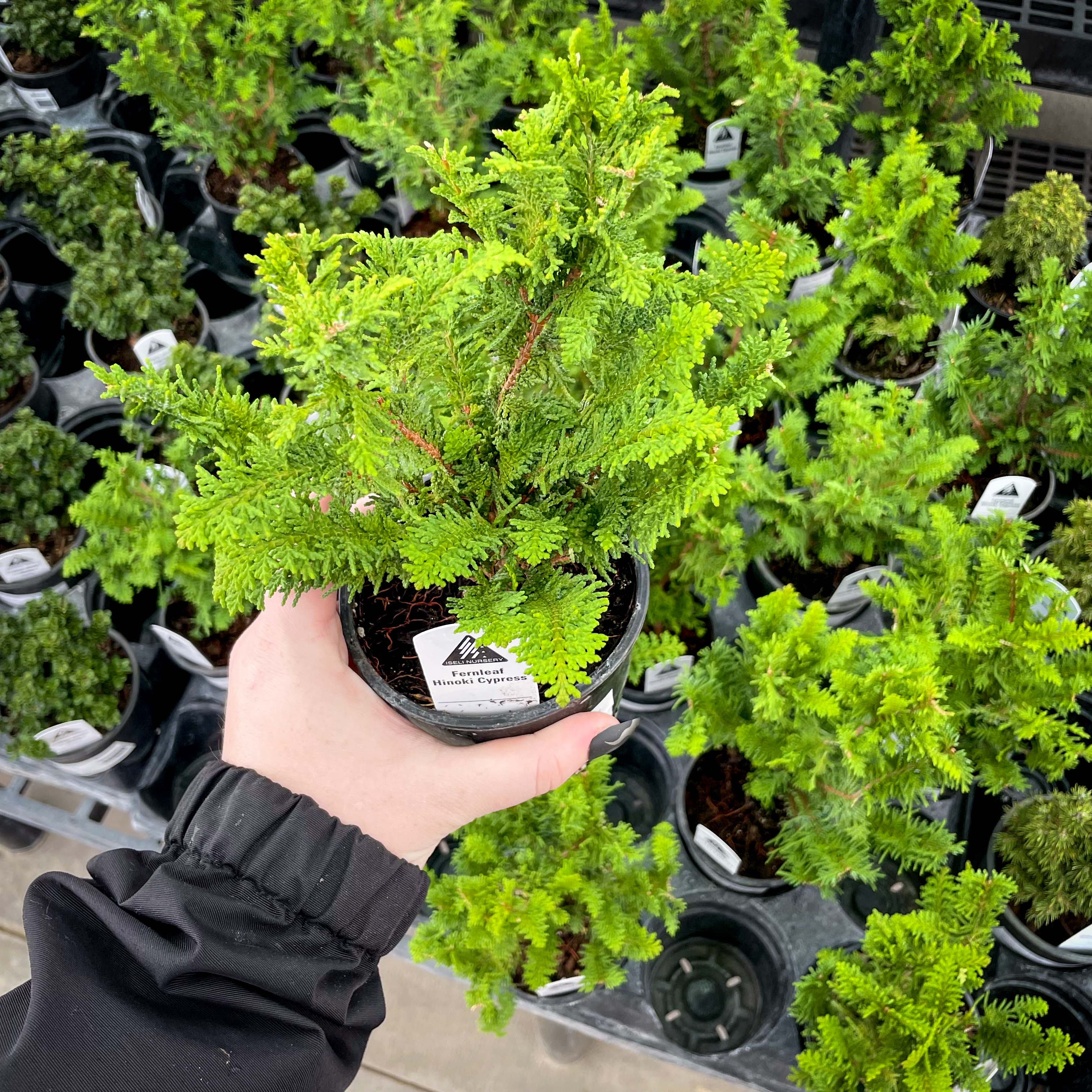 Fernleaf Hinoki Cypress, Bonsai Starter Plant – Magic Valley Gardens