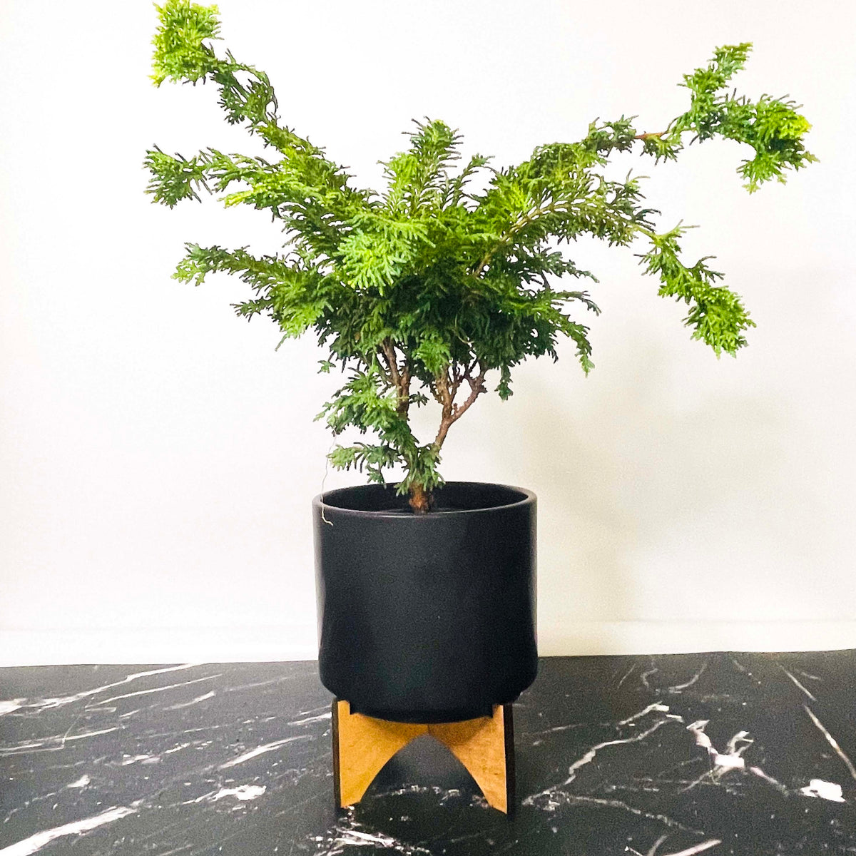 Fernspray Gold Hinoki Cypress, Bonsai Starter Plant – Magic Valley Gardens