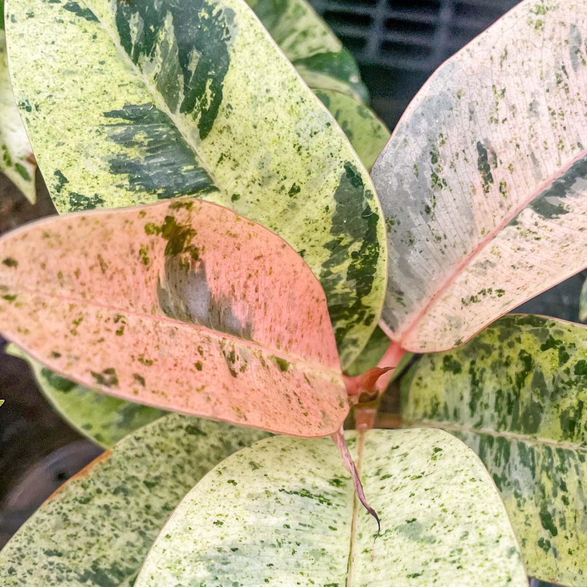 Ficus elastica 'Shivereana' – Magic Valley Gardens