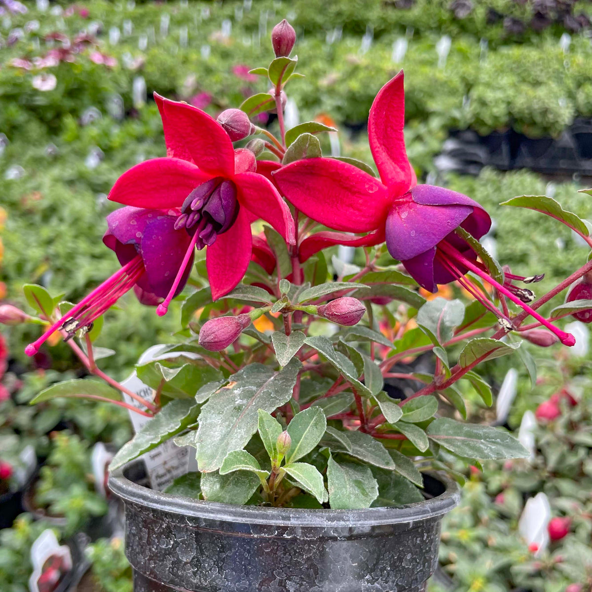 Bella Soila Fuchsia – Magic Valley Gardens