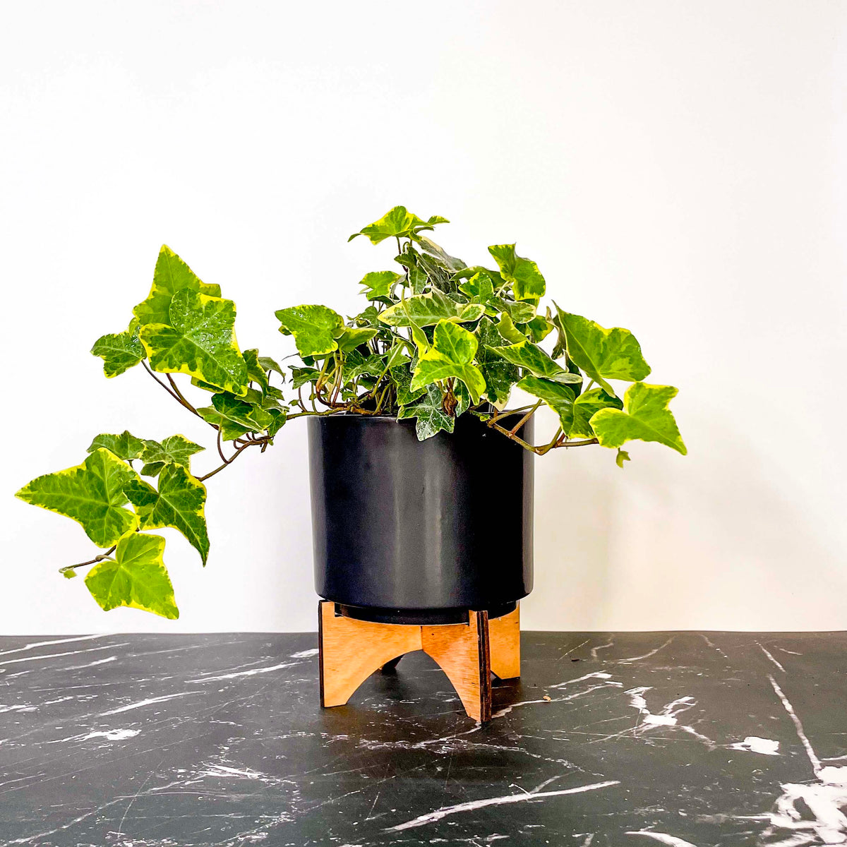 Gold Child Hedera - English Ivy – Magic Valley Gardens