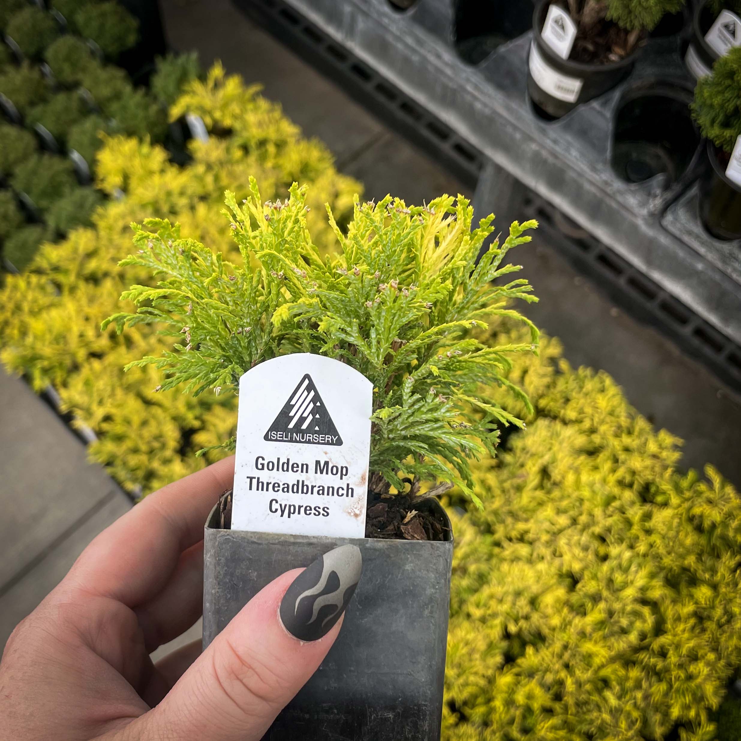 Golden Mop Threadbranch Cypress, Bonsai Starter Plant – Magic Valley ...