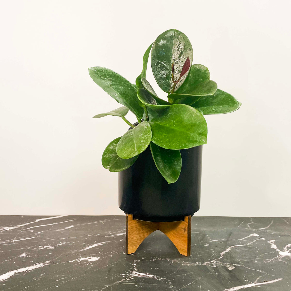 Hoya australis – Magic Valley Gardens