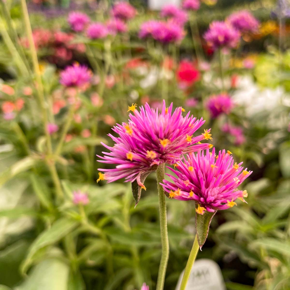 Truffula Pink Gomphrena - Live Plant, 4" Growers Pot – Magic Valley Gardens