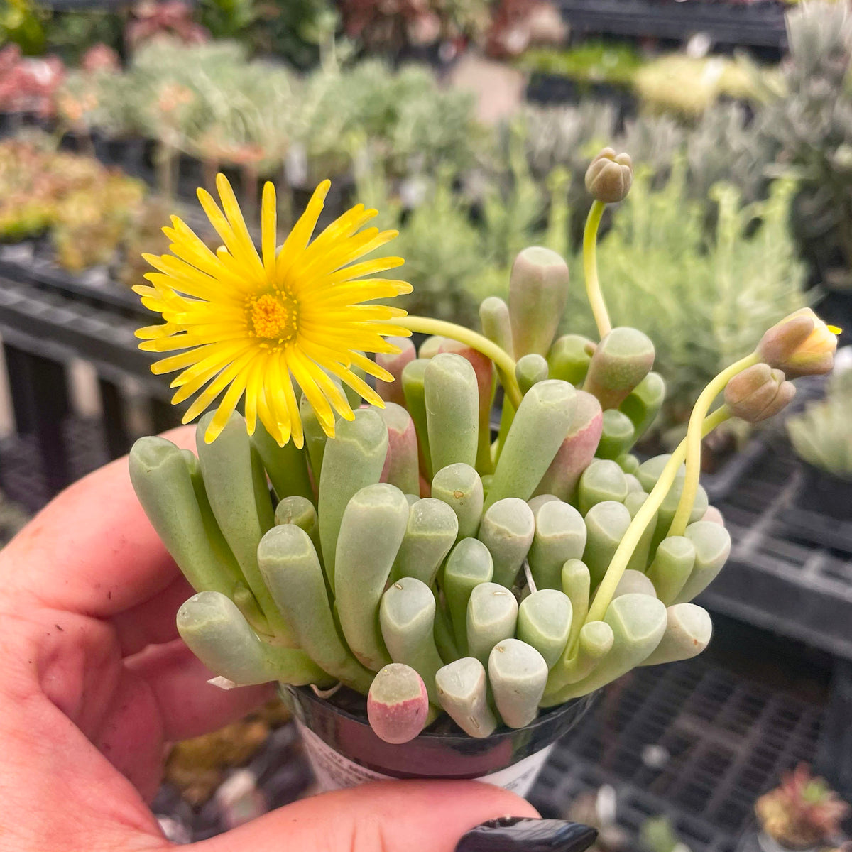 Baby Toes Succulent – Magic Valley Gardens
