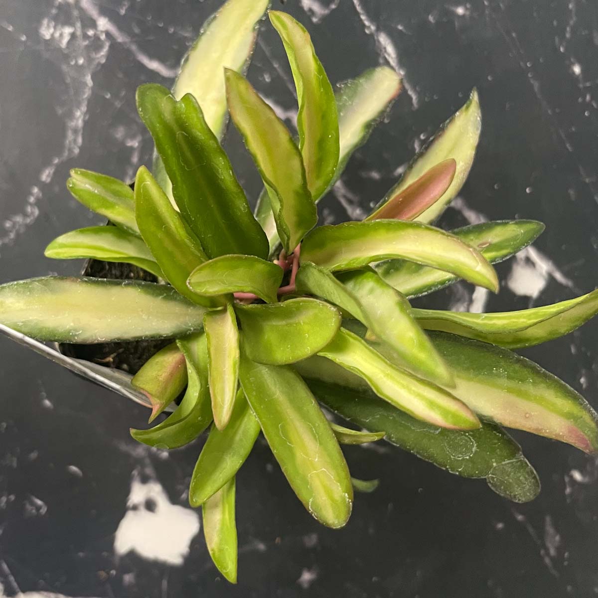 Hoya wayetii ‘Tricolor' – Magic Valley Gardens