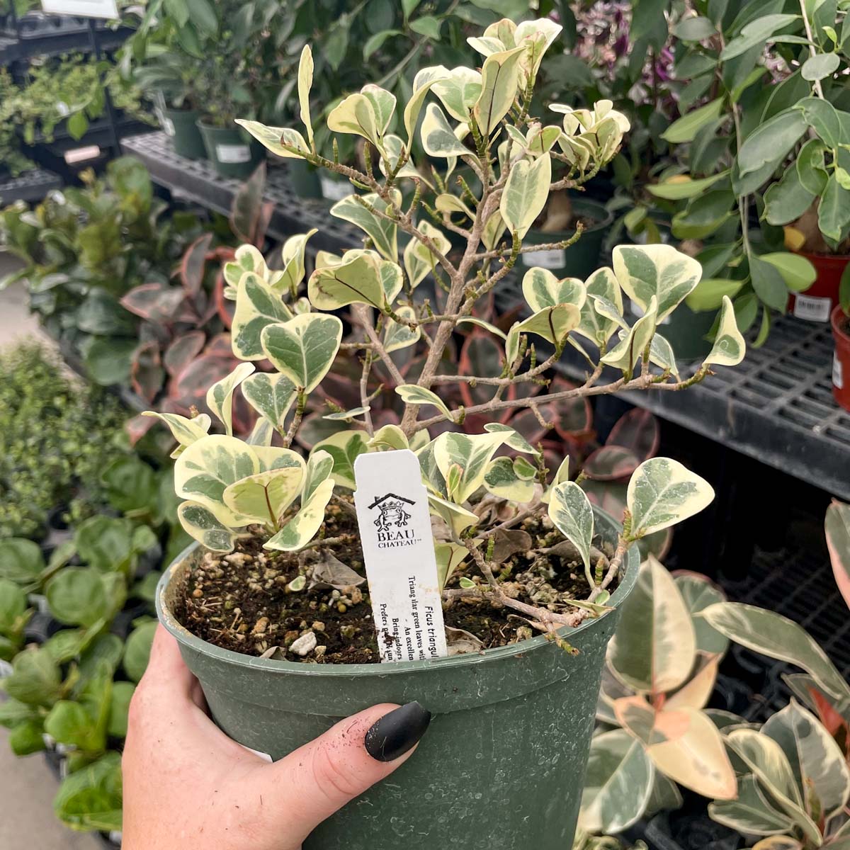 Ficus 'Variegated Triangle Fig' – Magic Valley Gardens