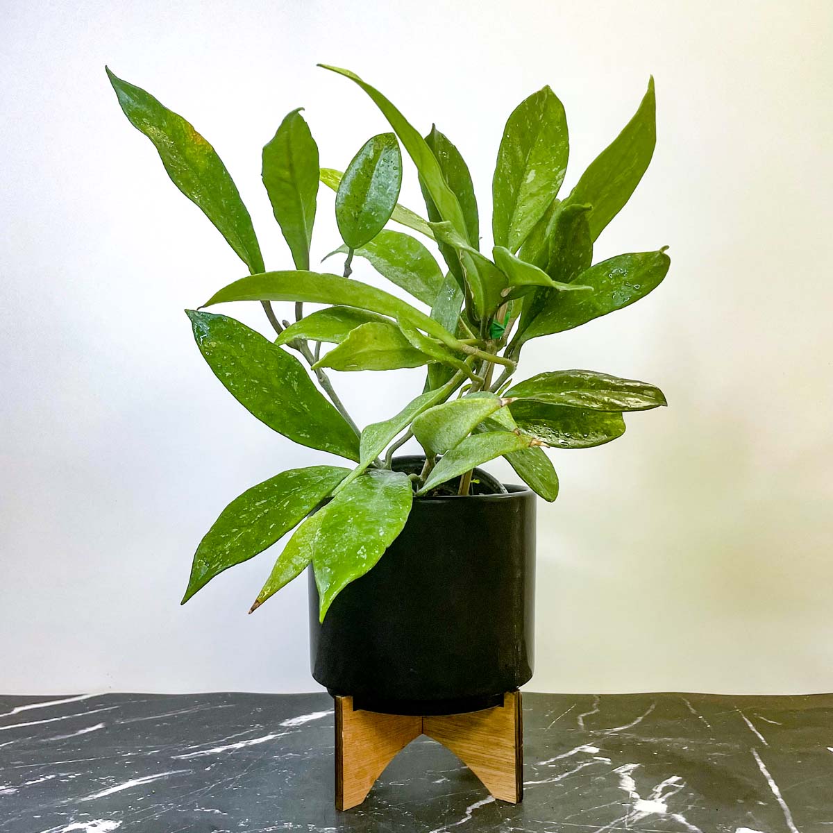 Hoya pubicalyx - Wax Plant – Magic Valley Gardens