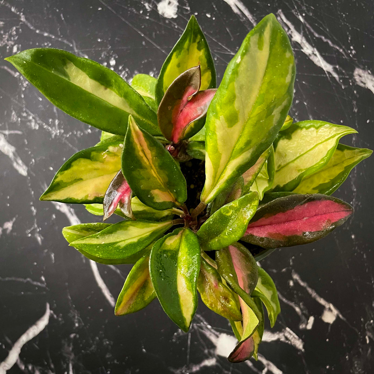 Hoya carnosa 'Krimson Queen' – Magic Valley Gardens