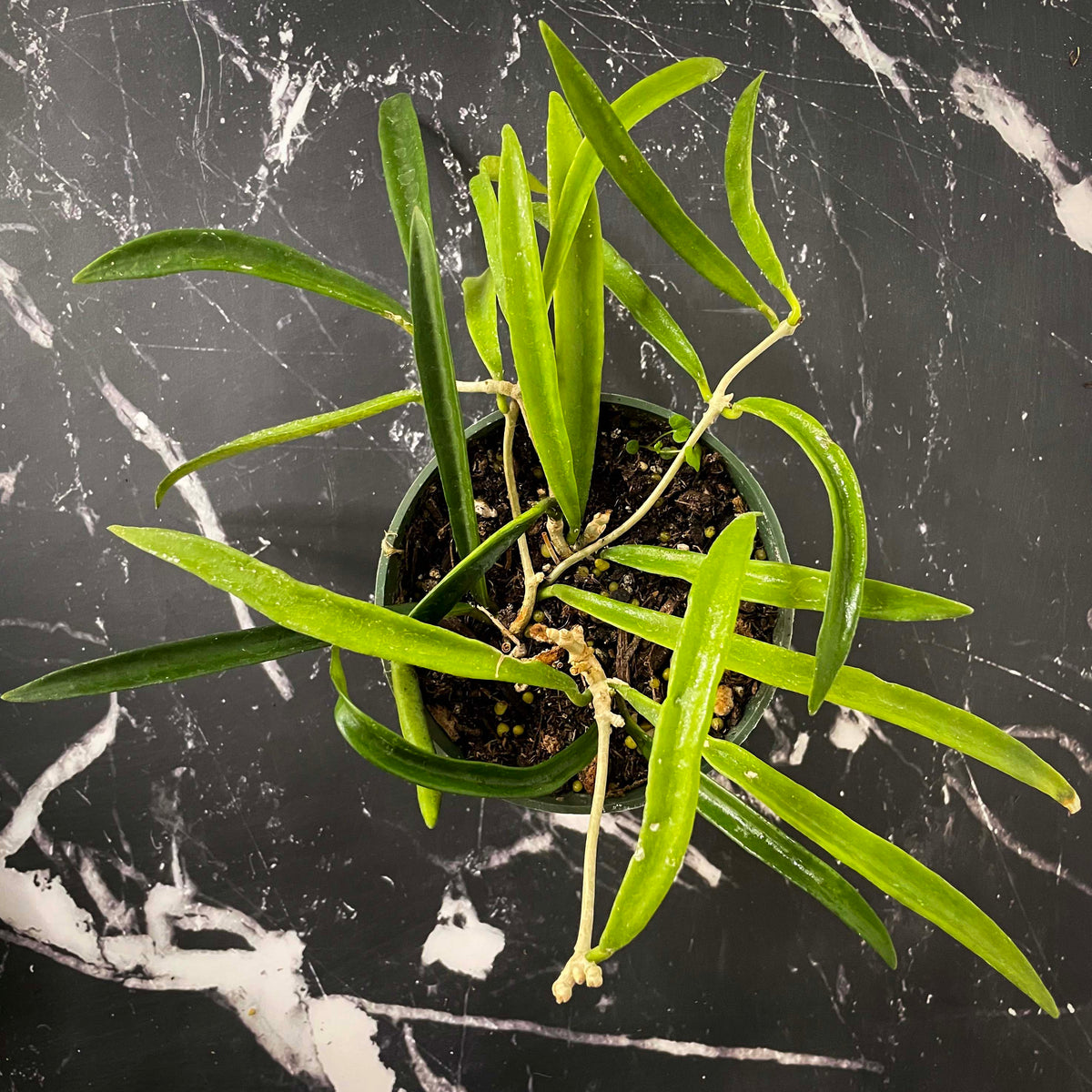 Hoya wayetii – Magic Valley Gardens