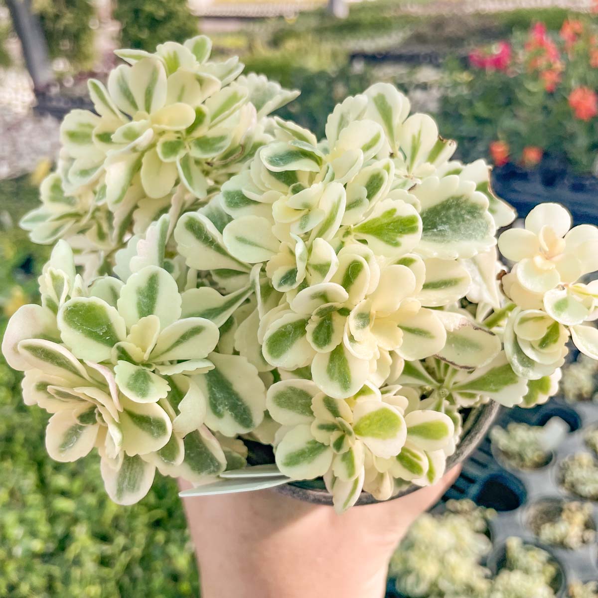 Atlantis Sedum, Korean Stonecrop, Succulent Plant – Magic Valley Gardens