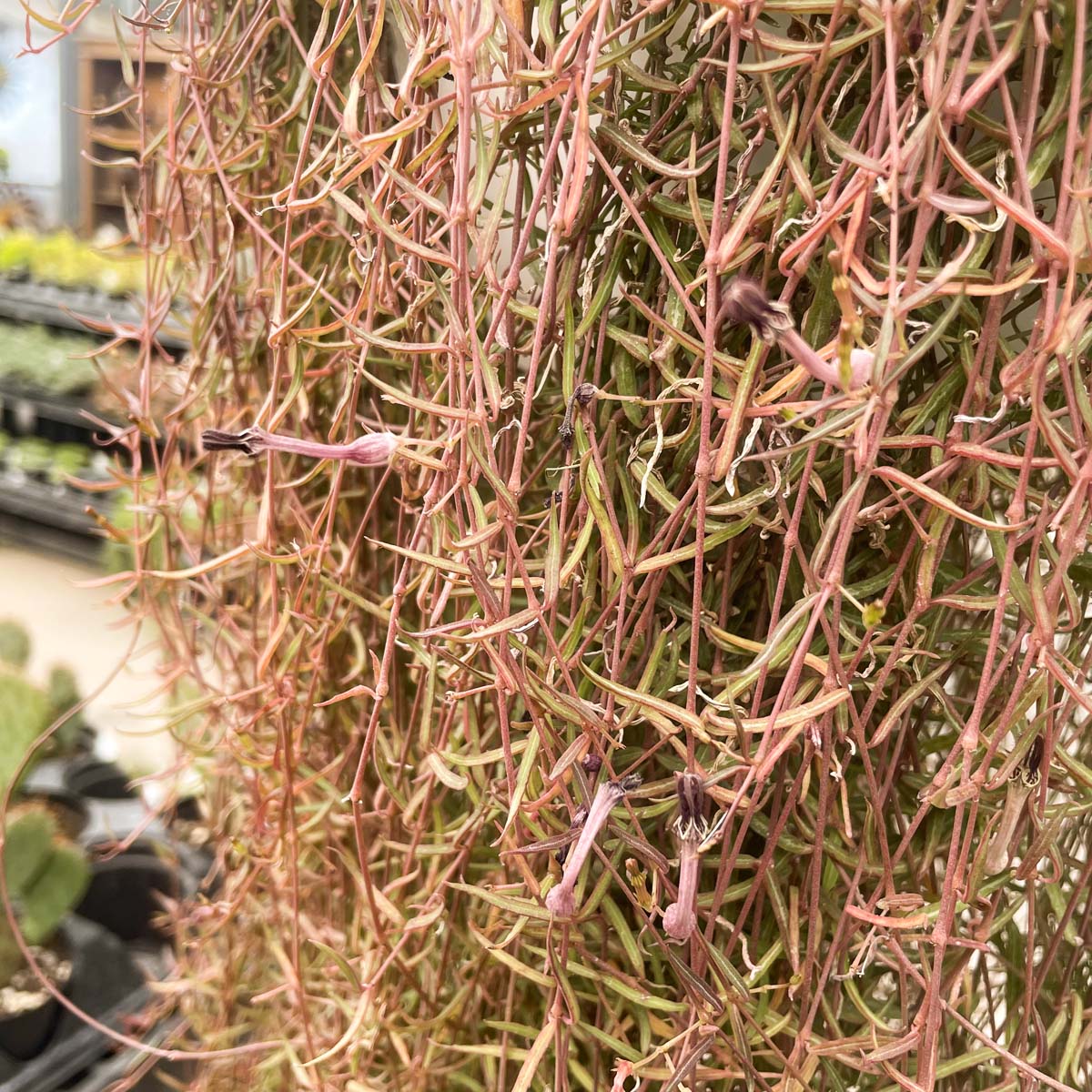 Ceropegia linearis (String of Needles) – Magic Valley Gardens