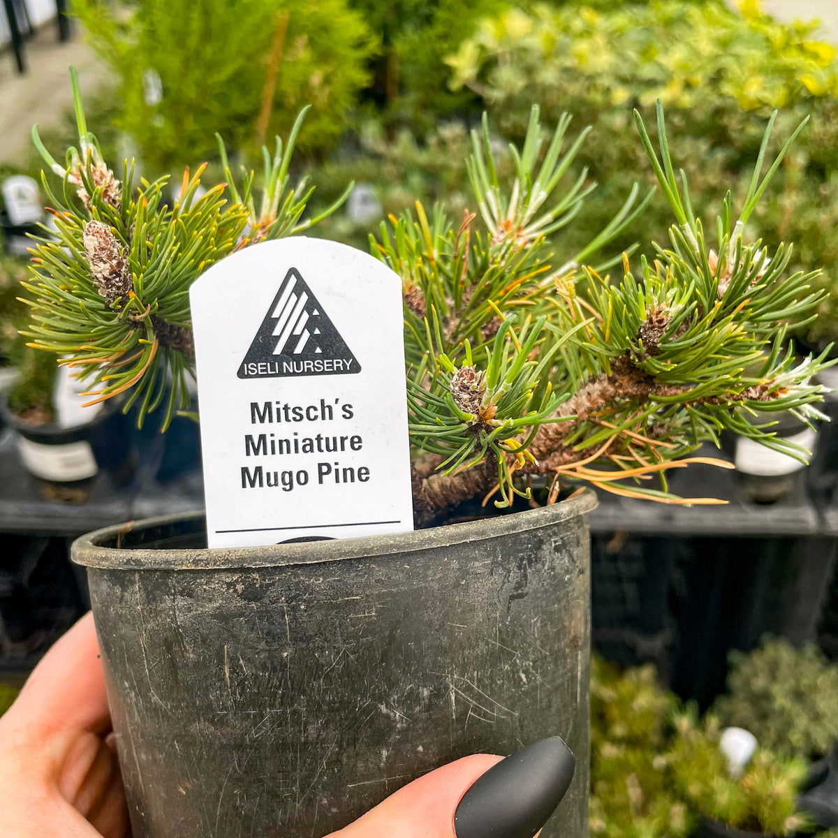 Mitsch’s Mini Mugo Pine - Live Bonsai Starter, 4” Grower’s Pot – Magic ...