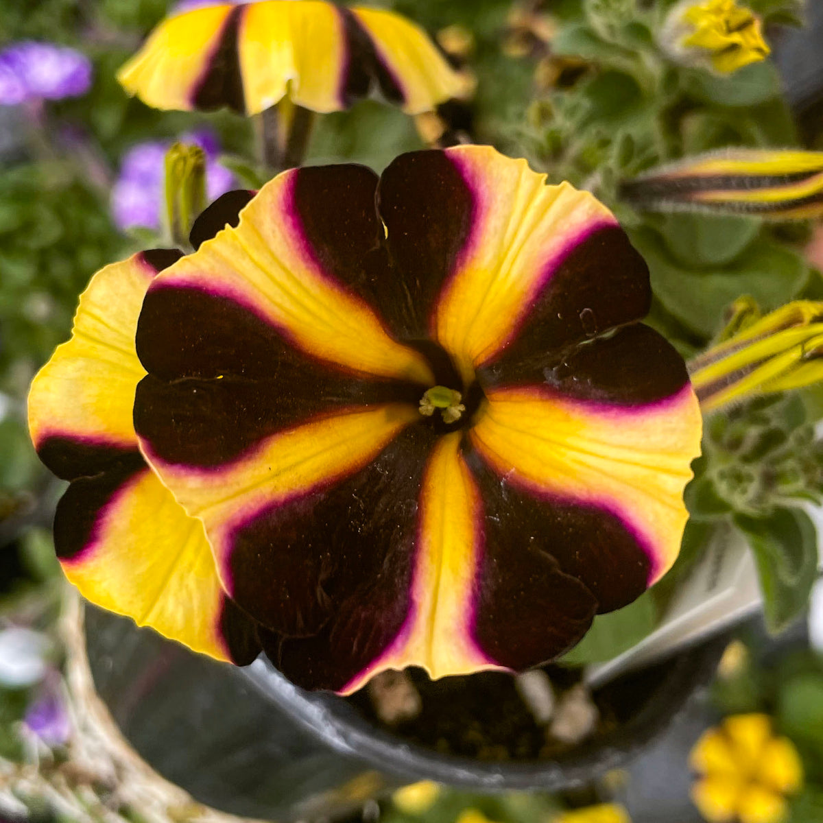 Sunflower Ray Petunia - Live Plant, 4" Growers Pot – Magic Valley Gardens