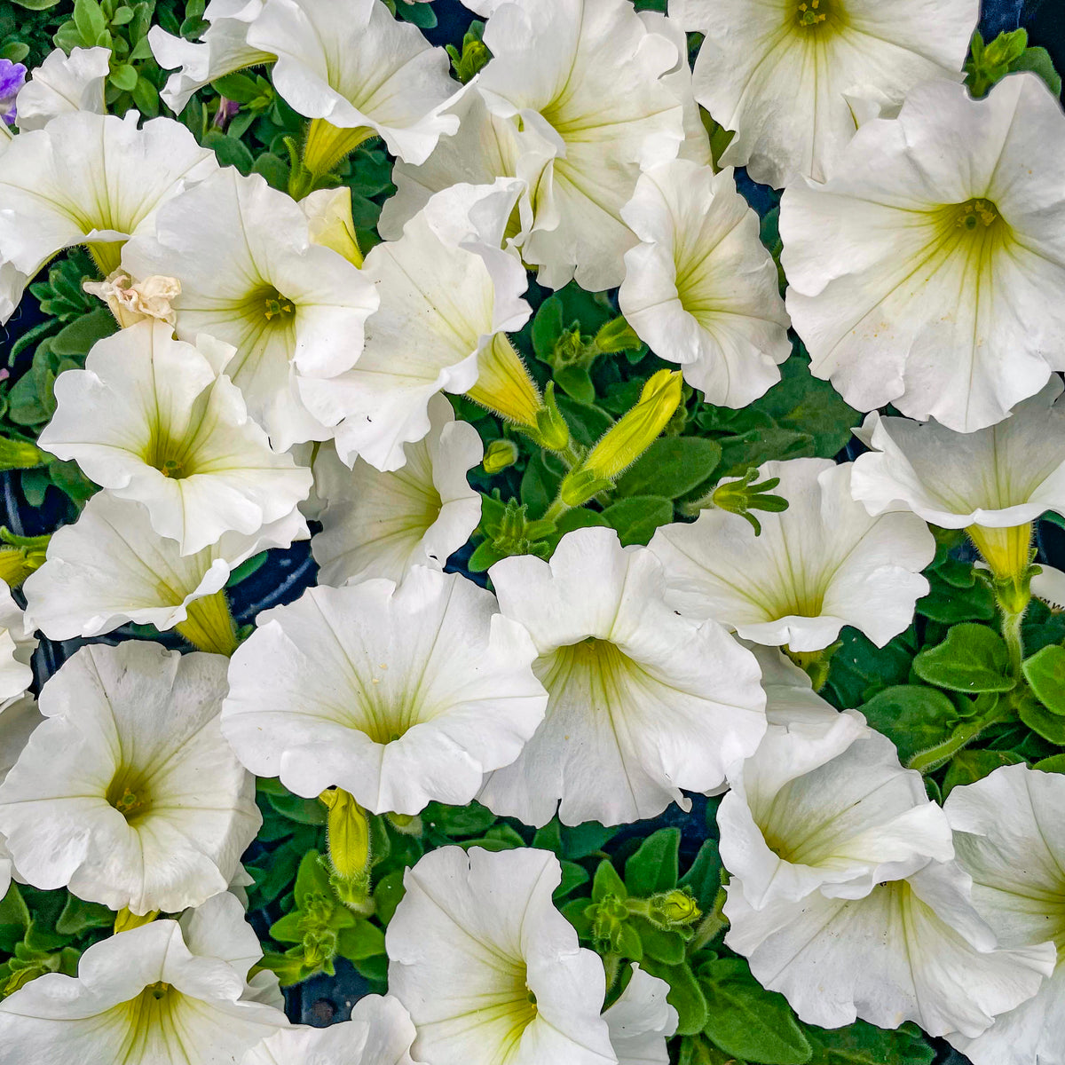 Capella White Petunia – Magic Valley Gardens