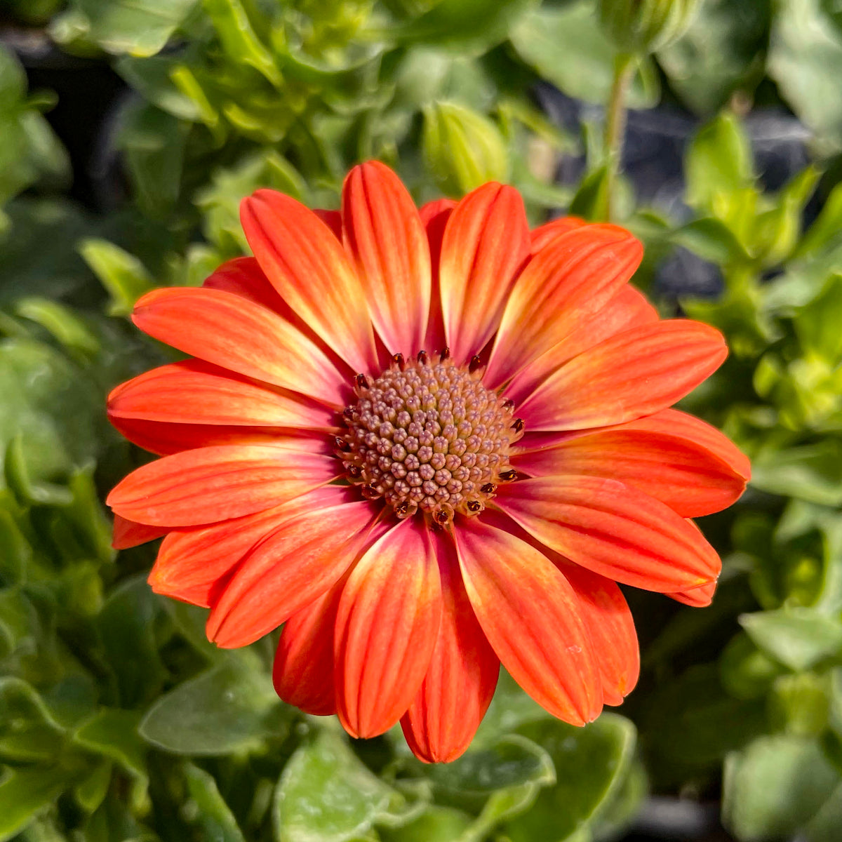 Serenity Coral Magic Osteospermum - Live Plant, 4" Growers Pot – Magic ...