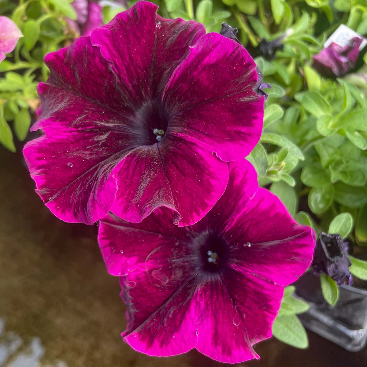 Crazytunia Cosmic Purple Petunia – Magic Valley Gardens