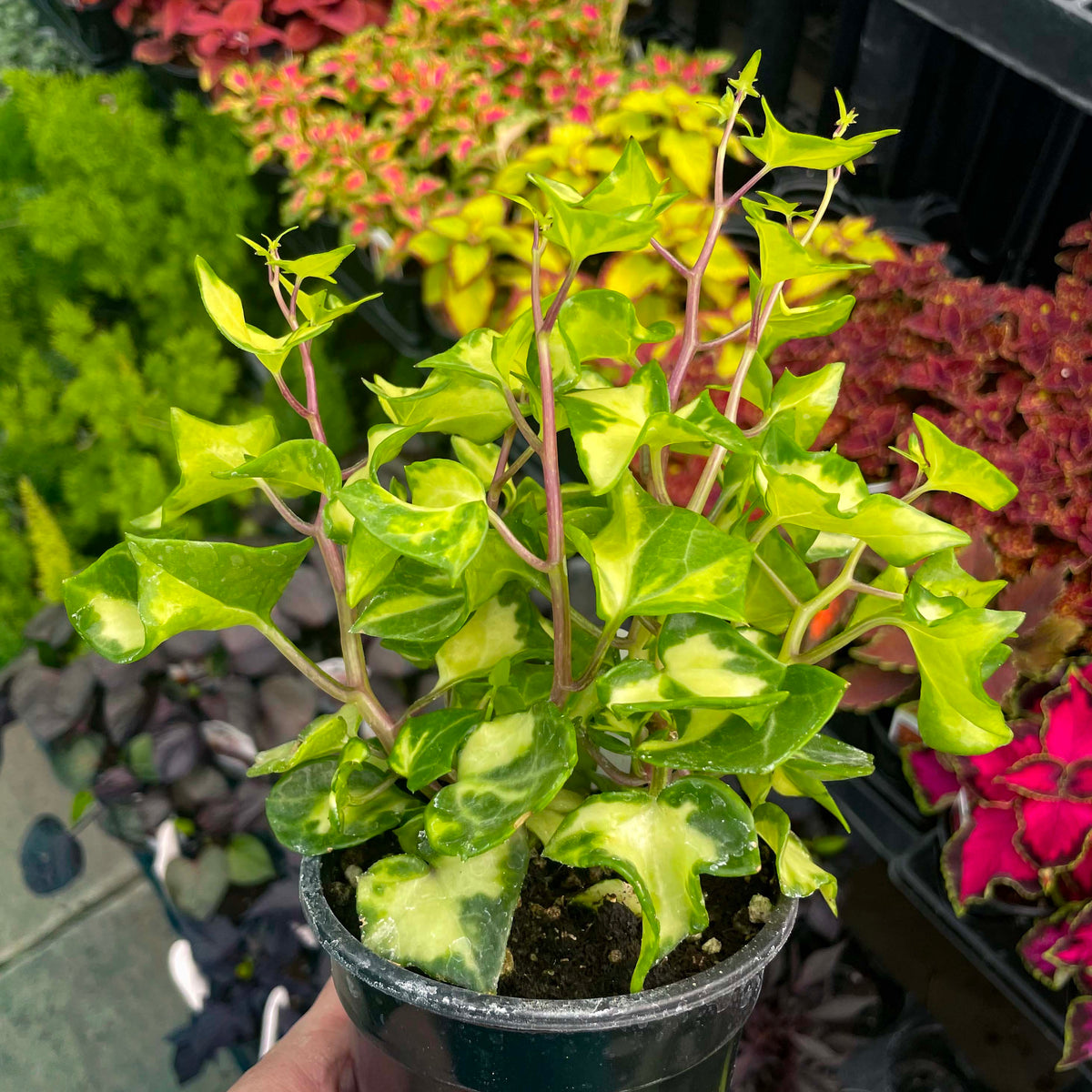 Variegated Senecio - German Ivy – Magic Valley Gardens