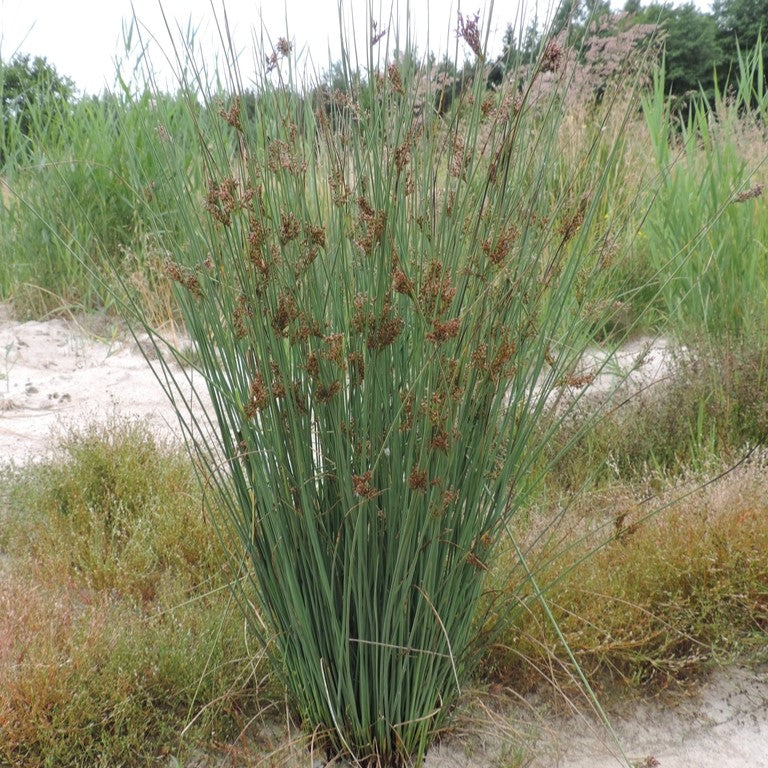 Juncus inflexus (Hard Rush) – Magic Valley Gardens