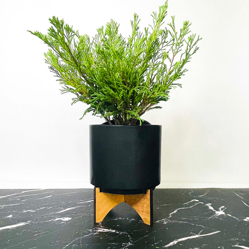 Limeglow Juniper, Landscape Plant, Bonsai Starter Plant – Magic Valley ...