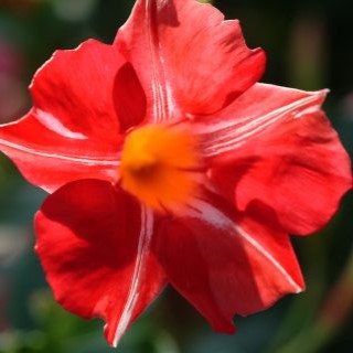 Opal Orange Sunrise Vining Mandevilla, Dipladenia, Plant – Magic Valley ...