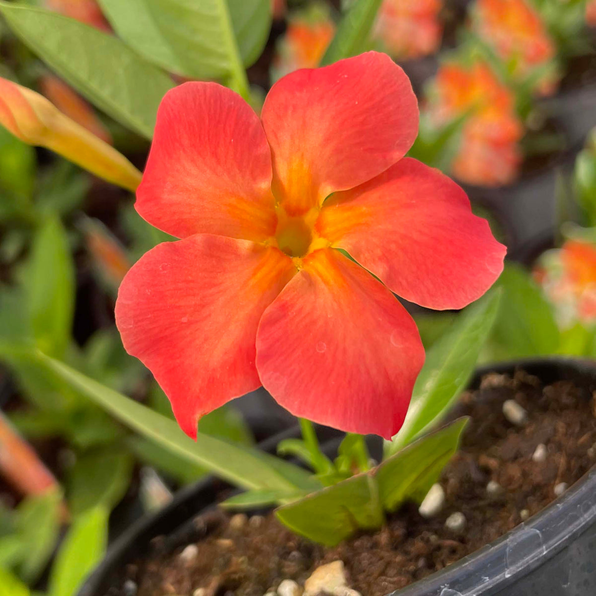 Opal Orange Sunrise Vining Mandevilla, Dipladenia, Plant – Magic Valley ...