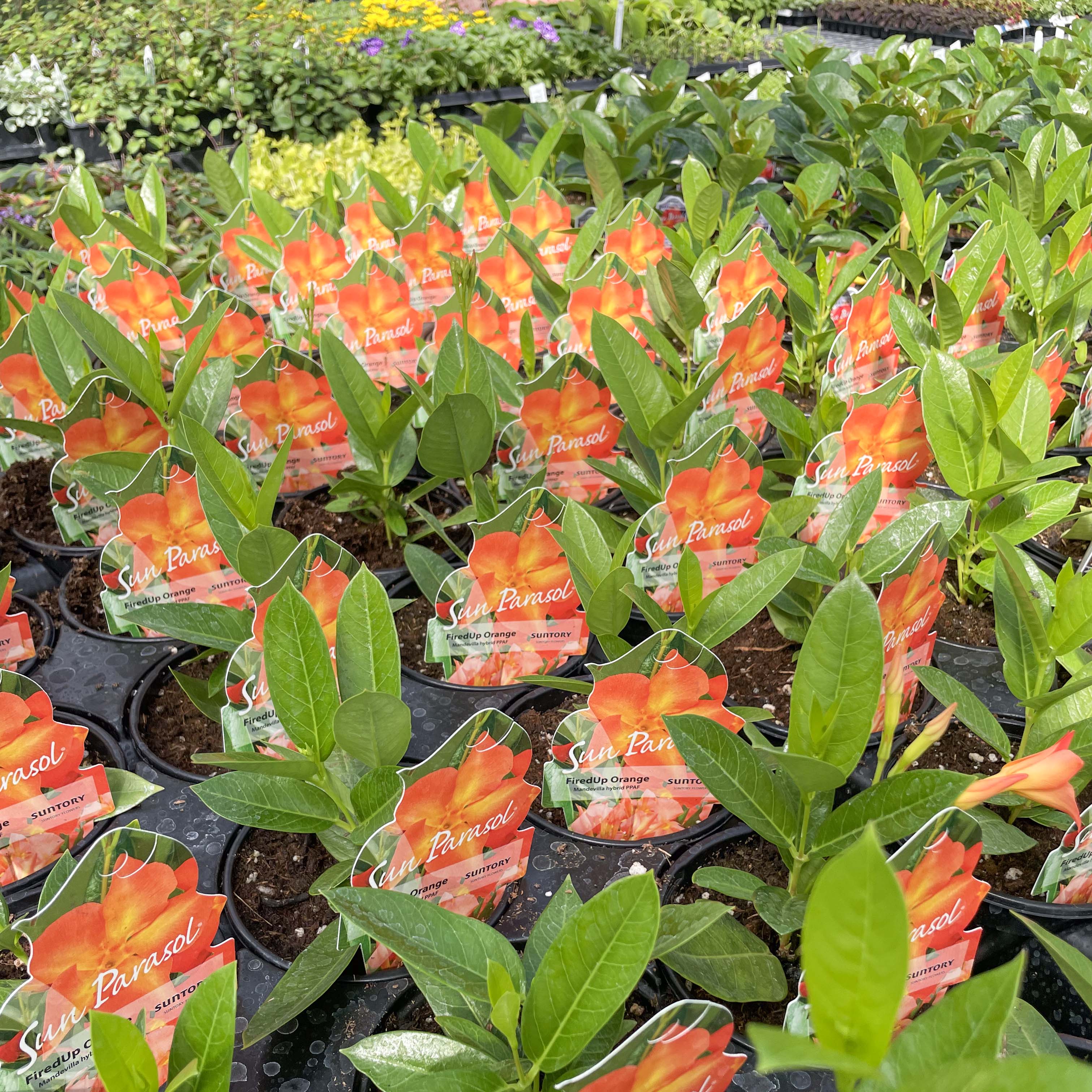 Opal Orange Sunrise Vining Mandevilla, Dipladenia, Plant – Magic Valley ...