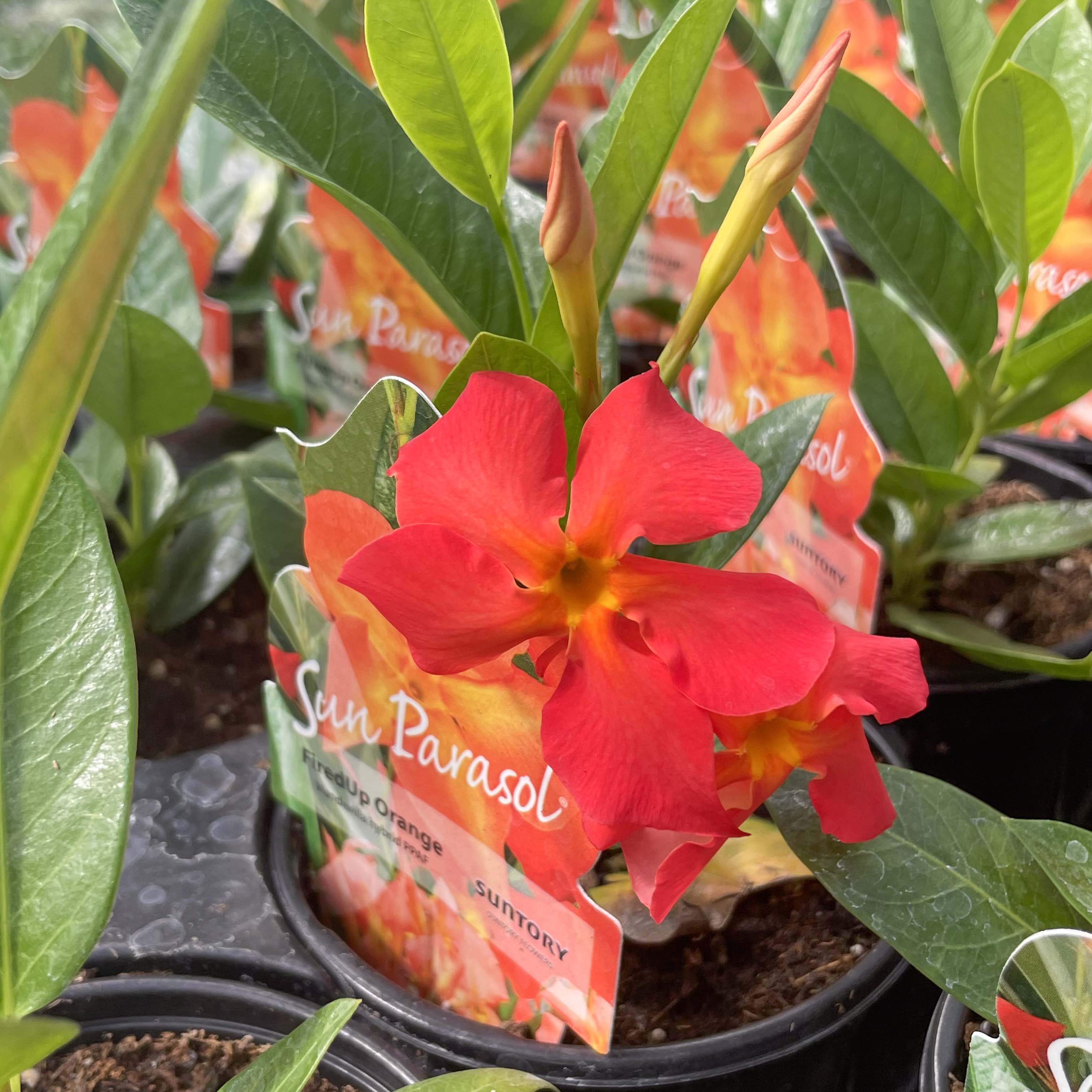 Opal Orange Sunrise Vining Mandevilla, Dipladenia, Plant – Magic Valley ...