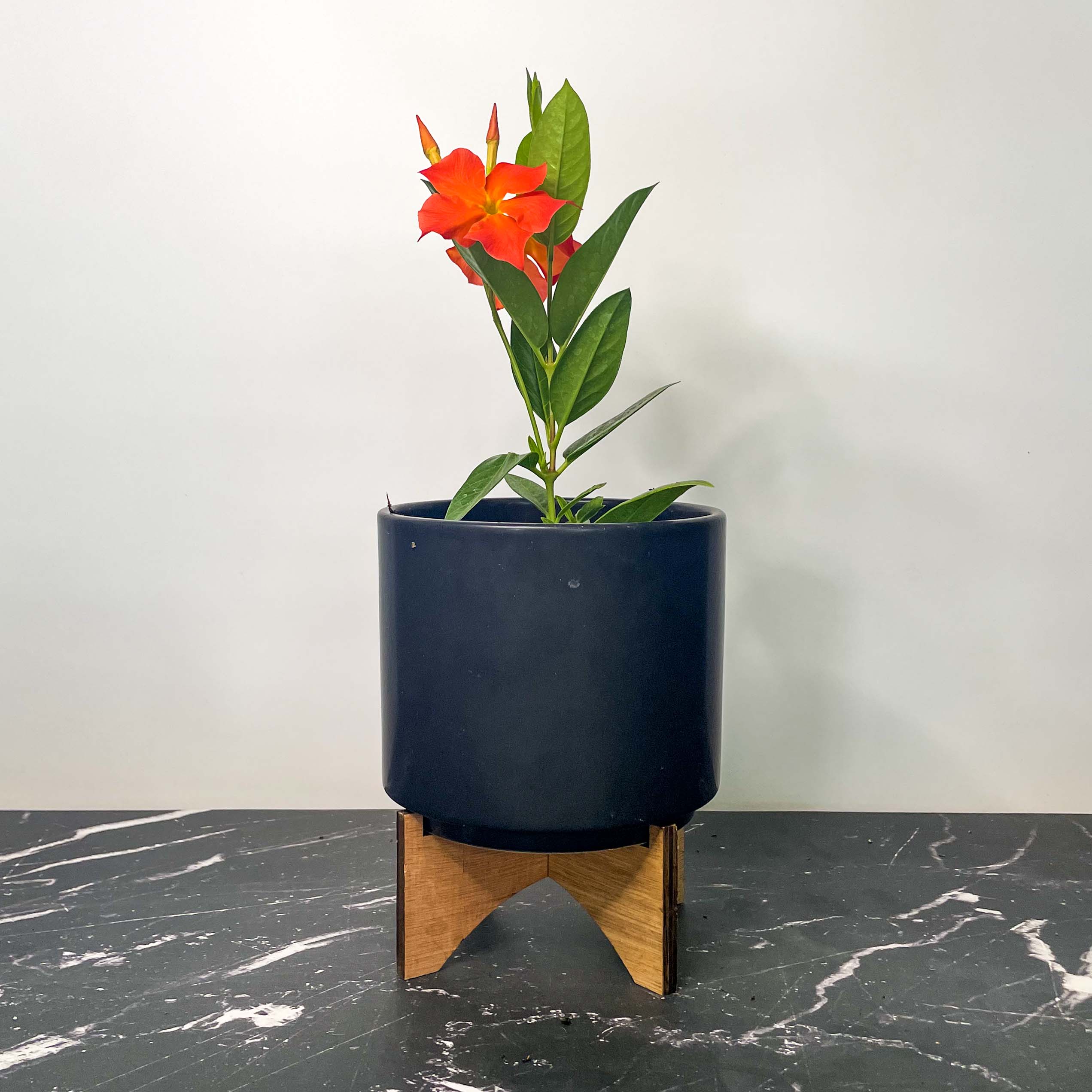 Opal Orange Sunrise Vining Mandevilla, Dipladenia, Plant – Magic Valley ...