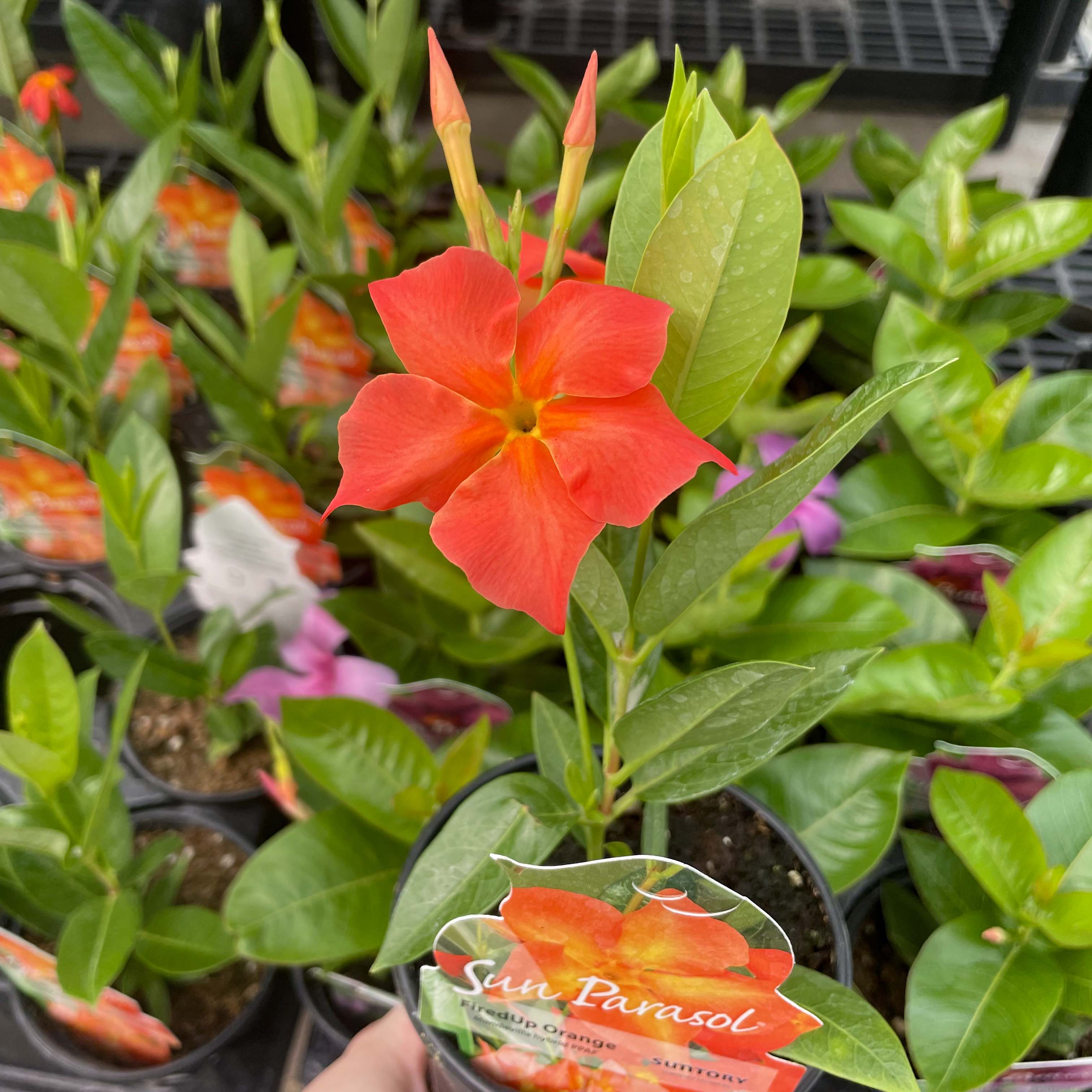 Opal Orange Sunrise Vining Mandevilla, Dipladenia, Plant – Magic Valley ...