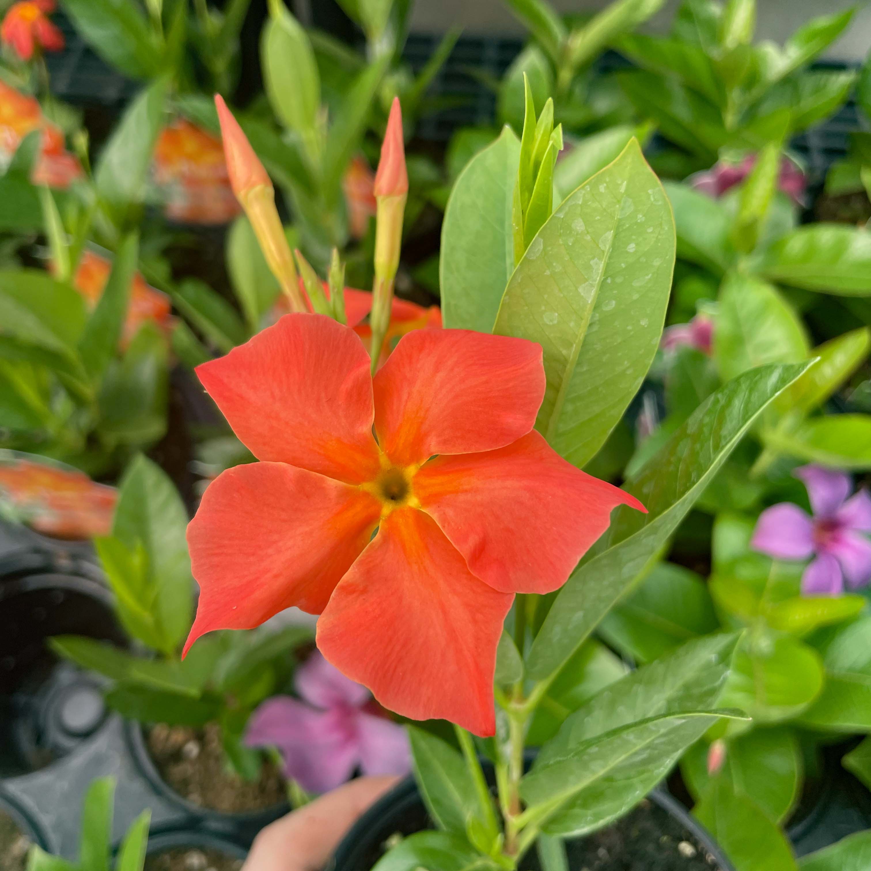 Opal Orange Sunrise Vining Mandevilla, Dipladenia, Plant – Magic Valley ...