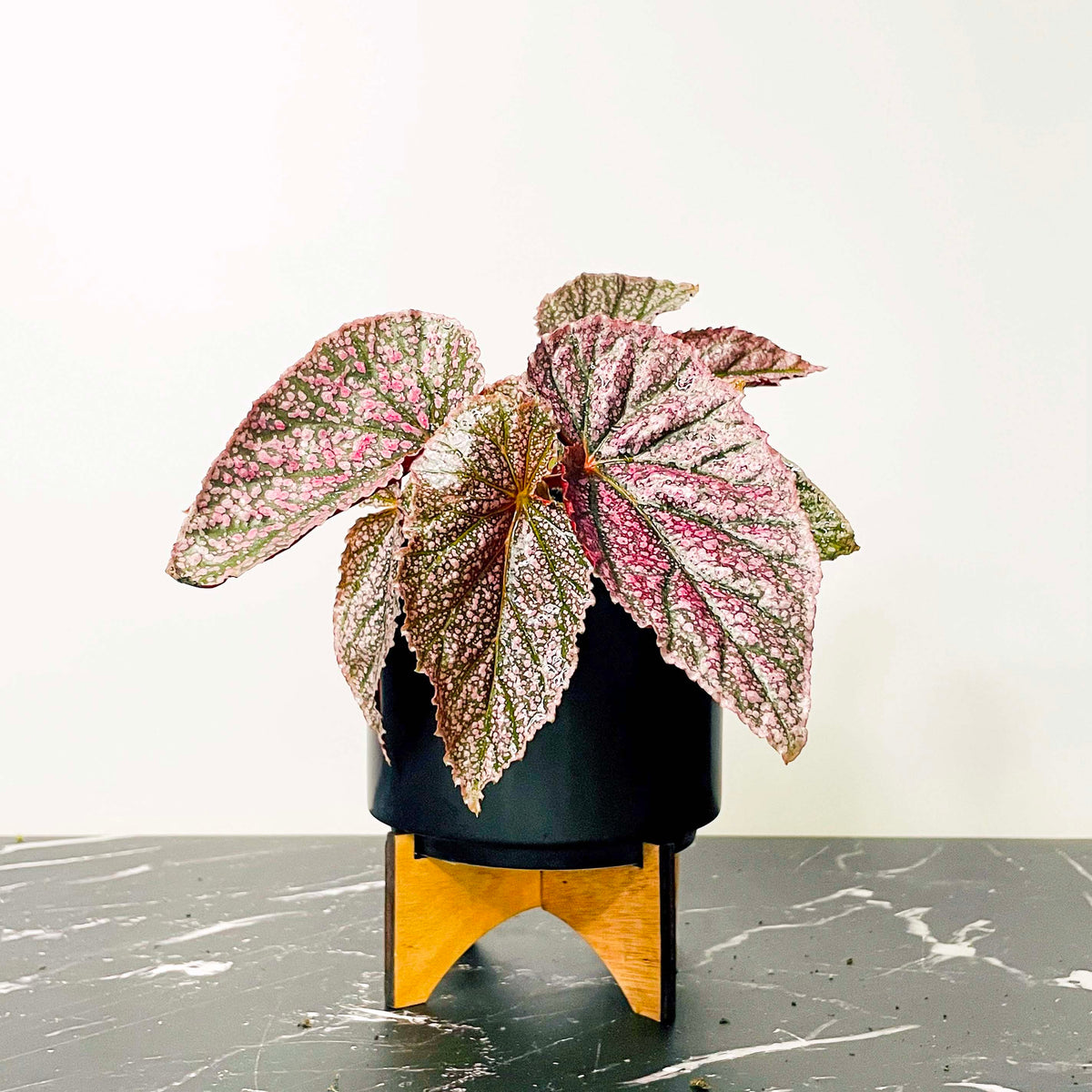 Begonia 'Miss Mummy' – Magic Valley Gardens