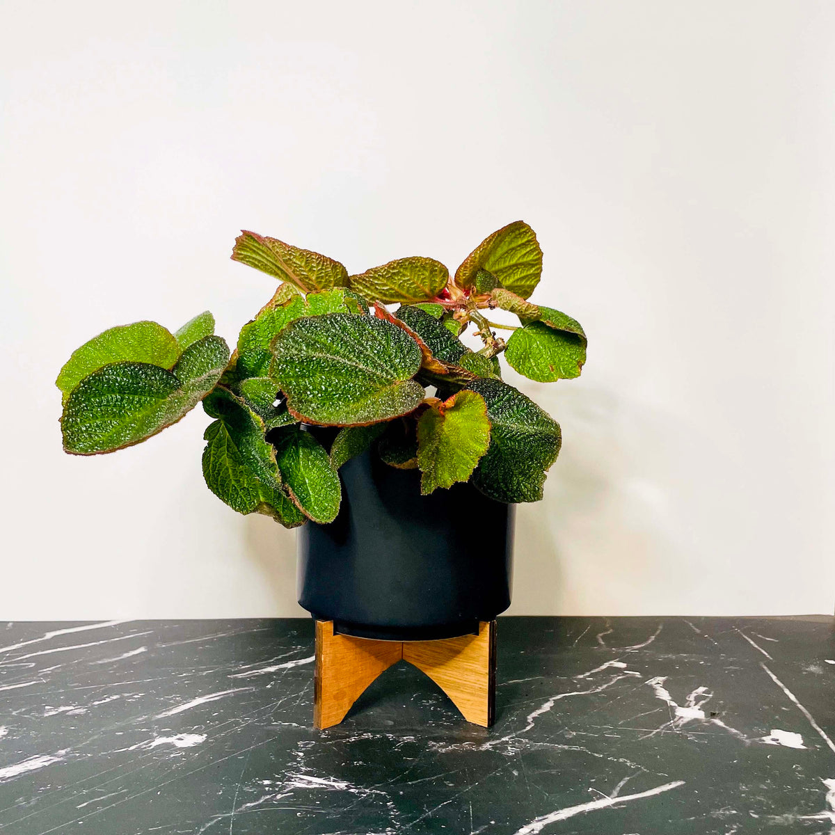 Begonia 'Morocco' – Magic Valley Gardens